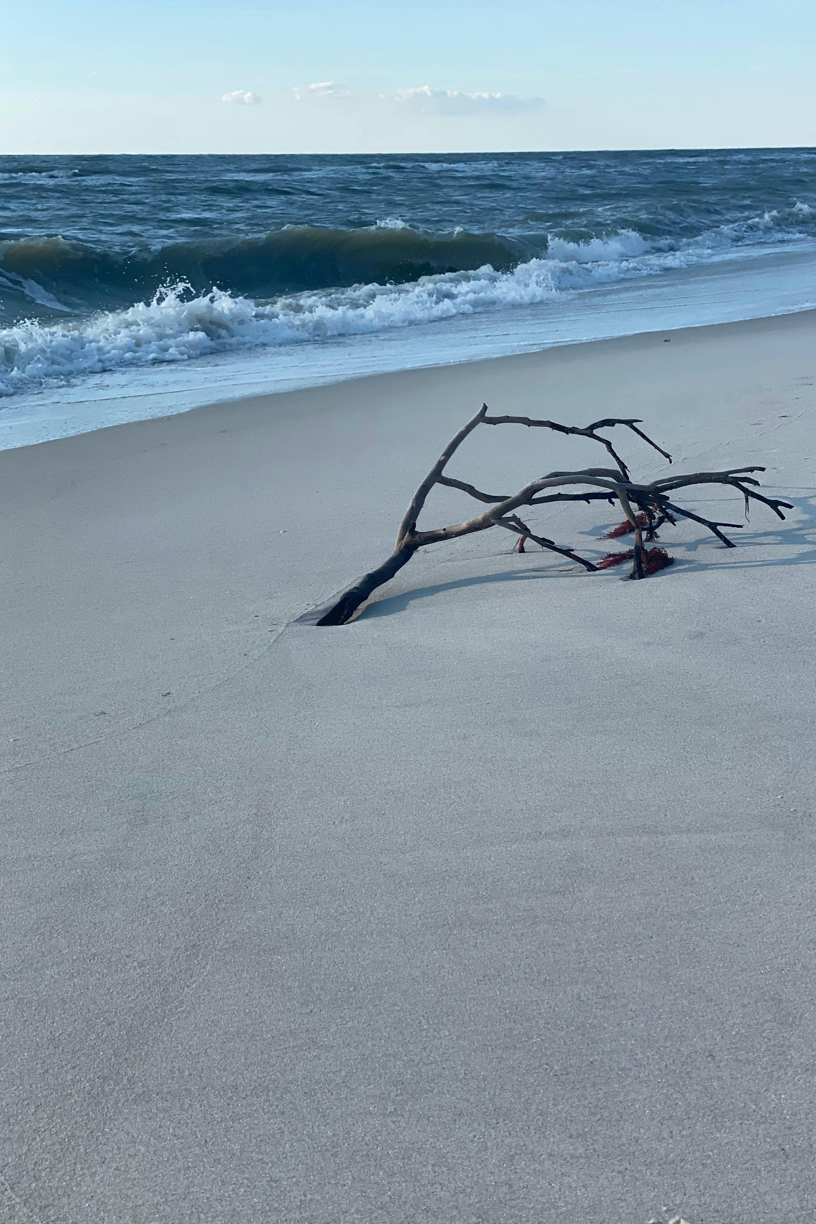 Branch on Sandy Beach · Free Stock Photo