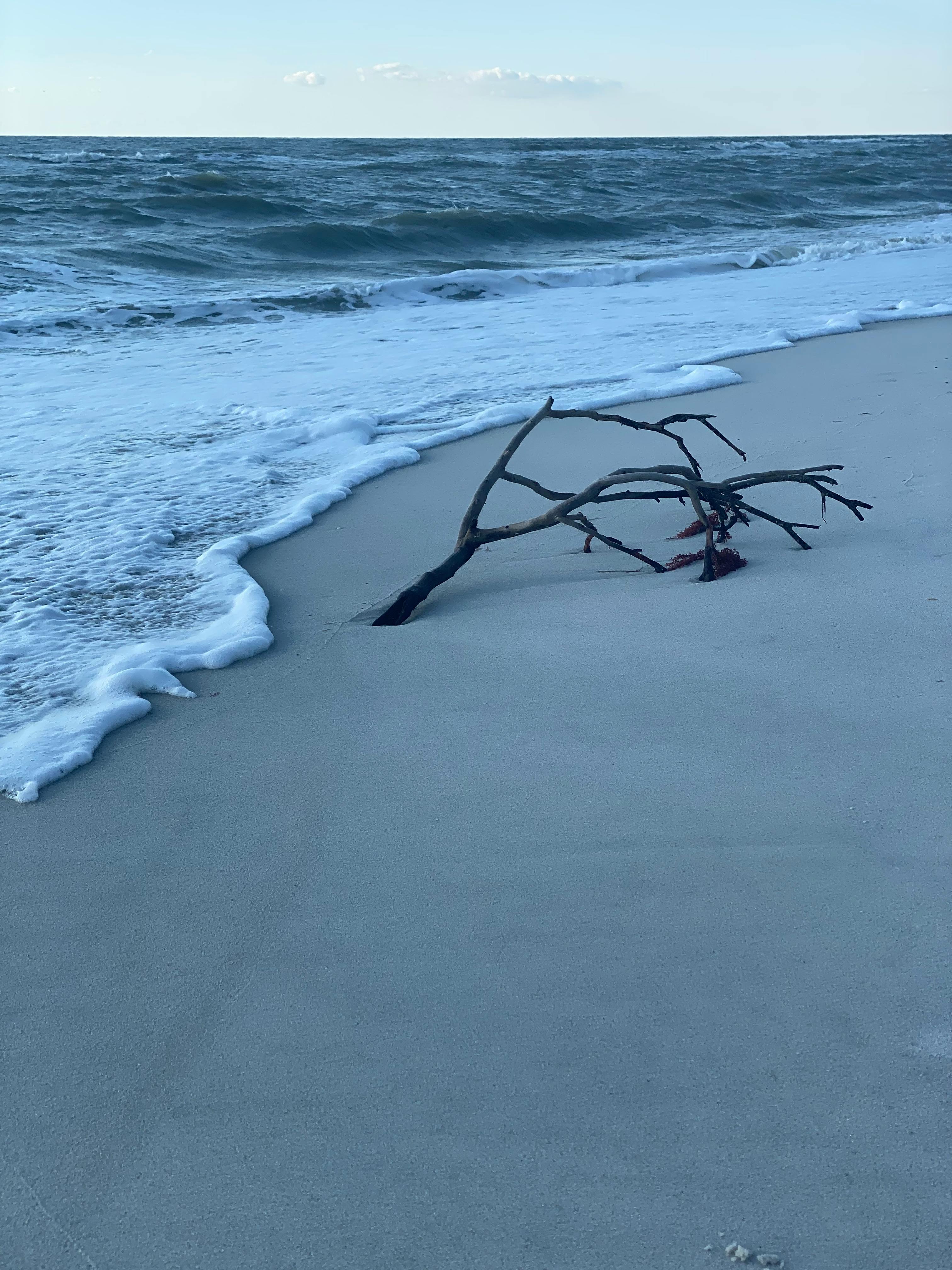 Black Tree Branch on Seashore Under White Clouds · Free Stock Photo