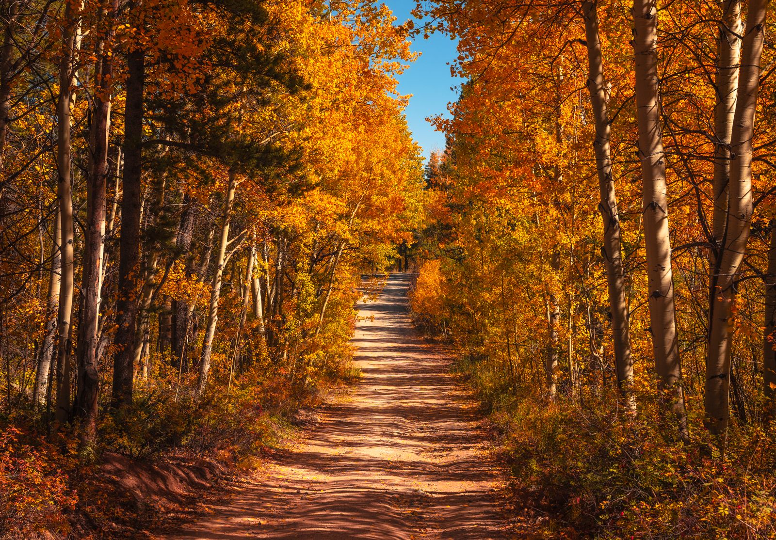4k Wallpaper Deep Forest Photos, Download The BEST Free 4k Wallpaper ...