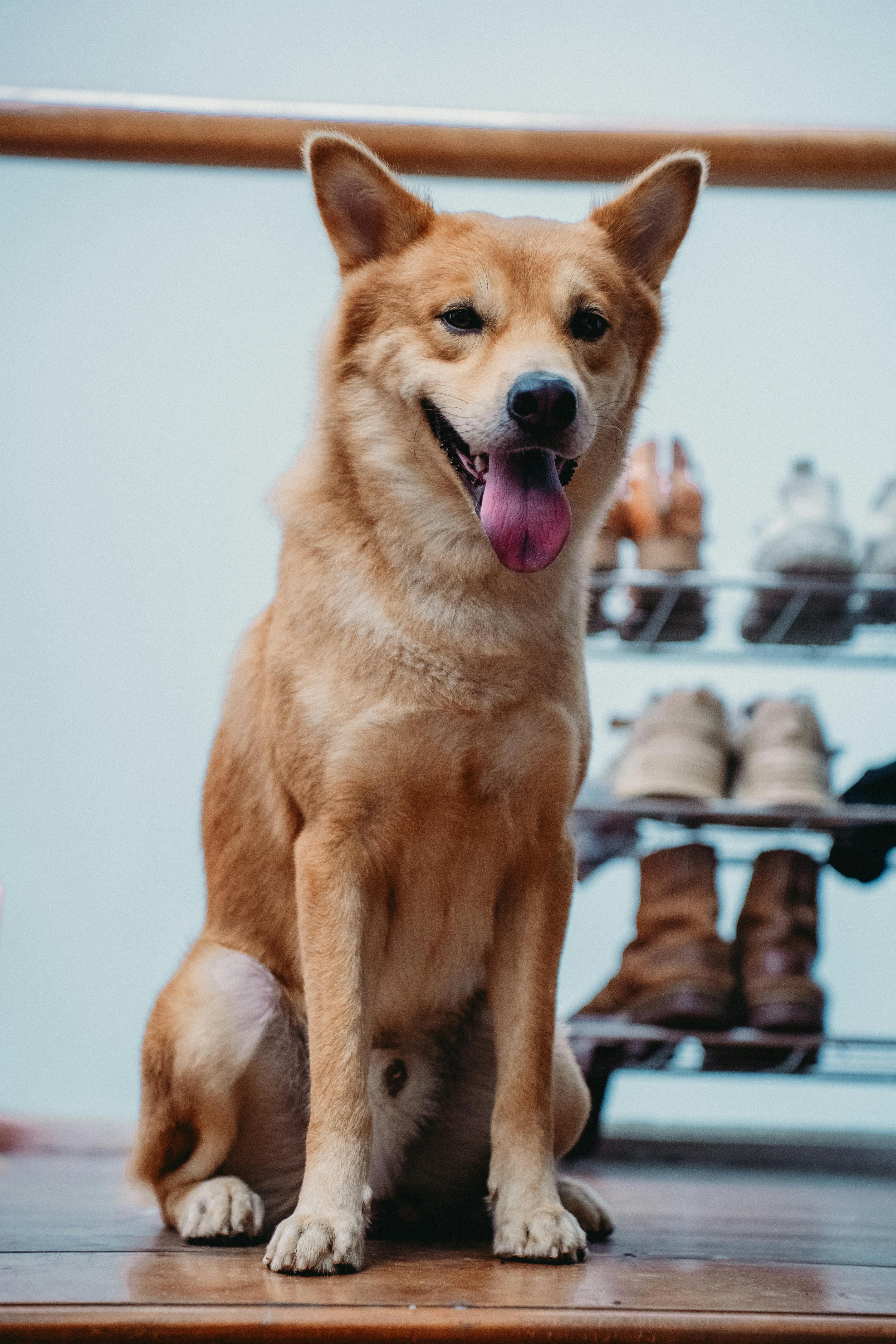 Pets$ Photos, Download The BEST Free Pets$ Stock Photos & HD Images