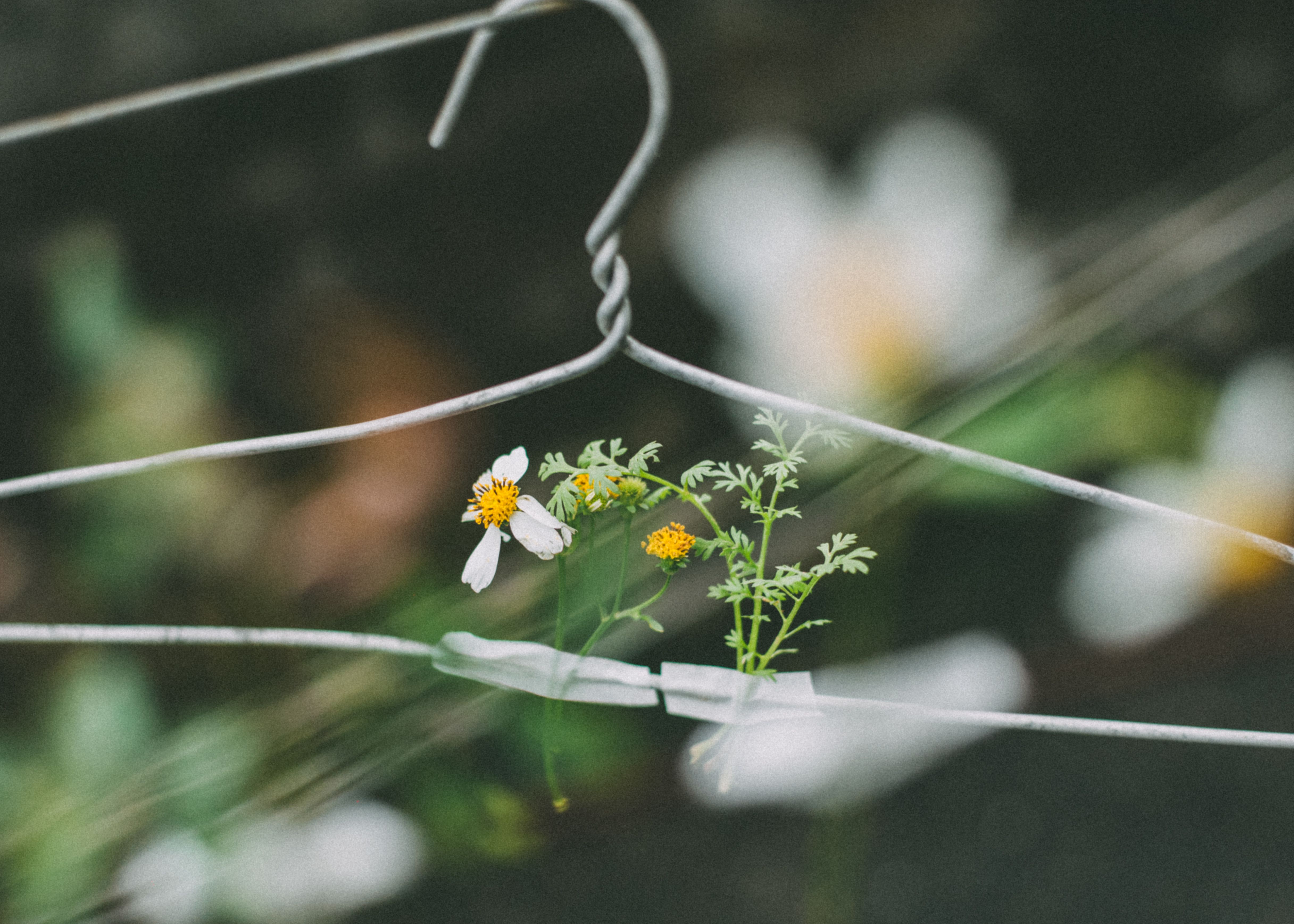Still Life with White Daisy Flowers and Wire Clothes Hanger · Free ...