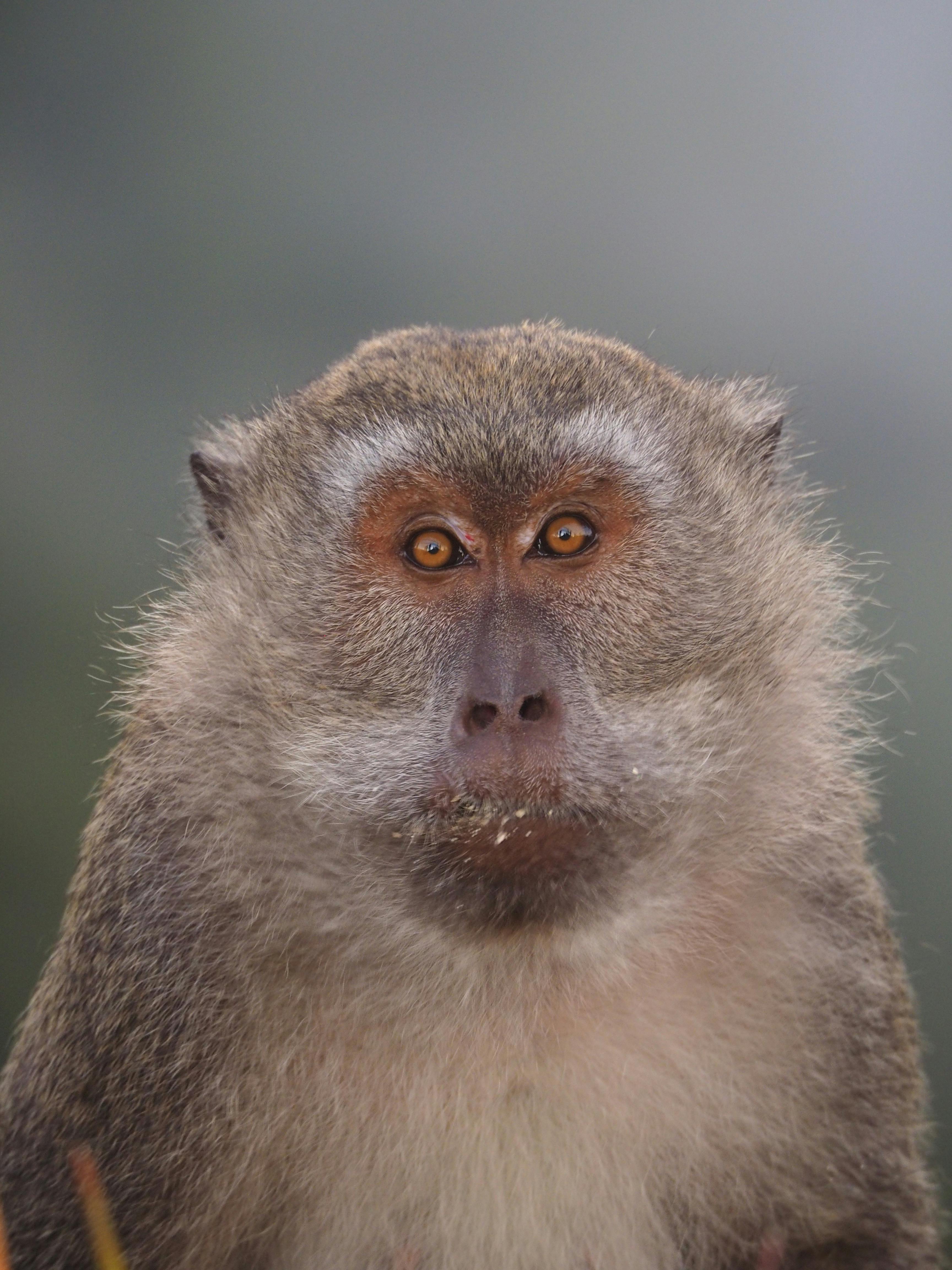 Monkey Looking Straight into Camera Lens · Free Stock Photo