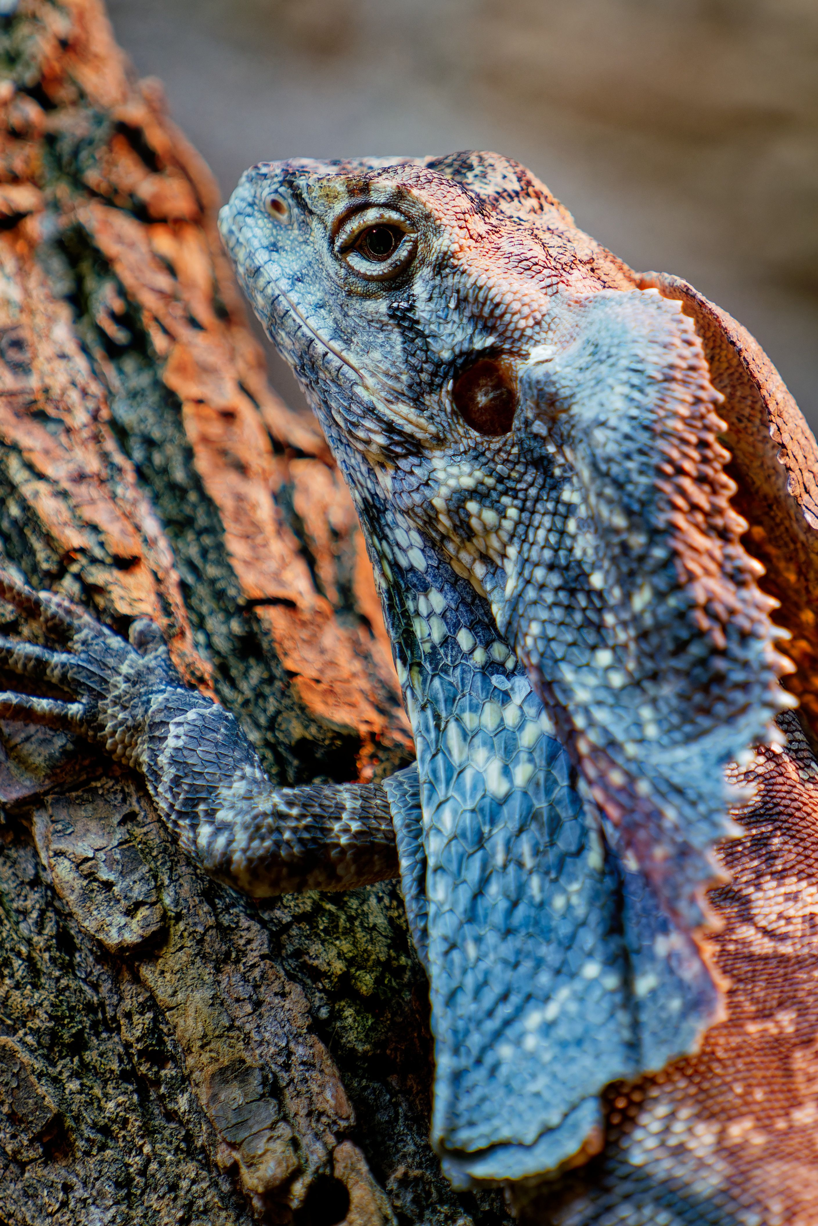 Closeup of Frilled Dragon Lizard Climbing the Tree · Free Stock Photo