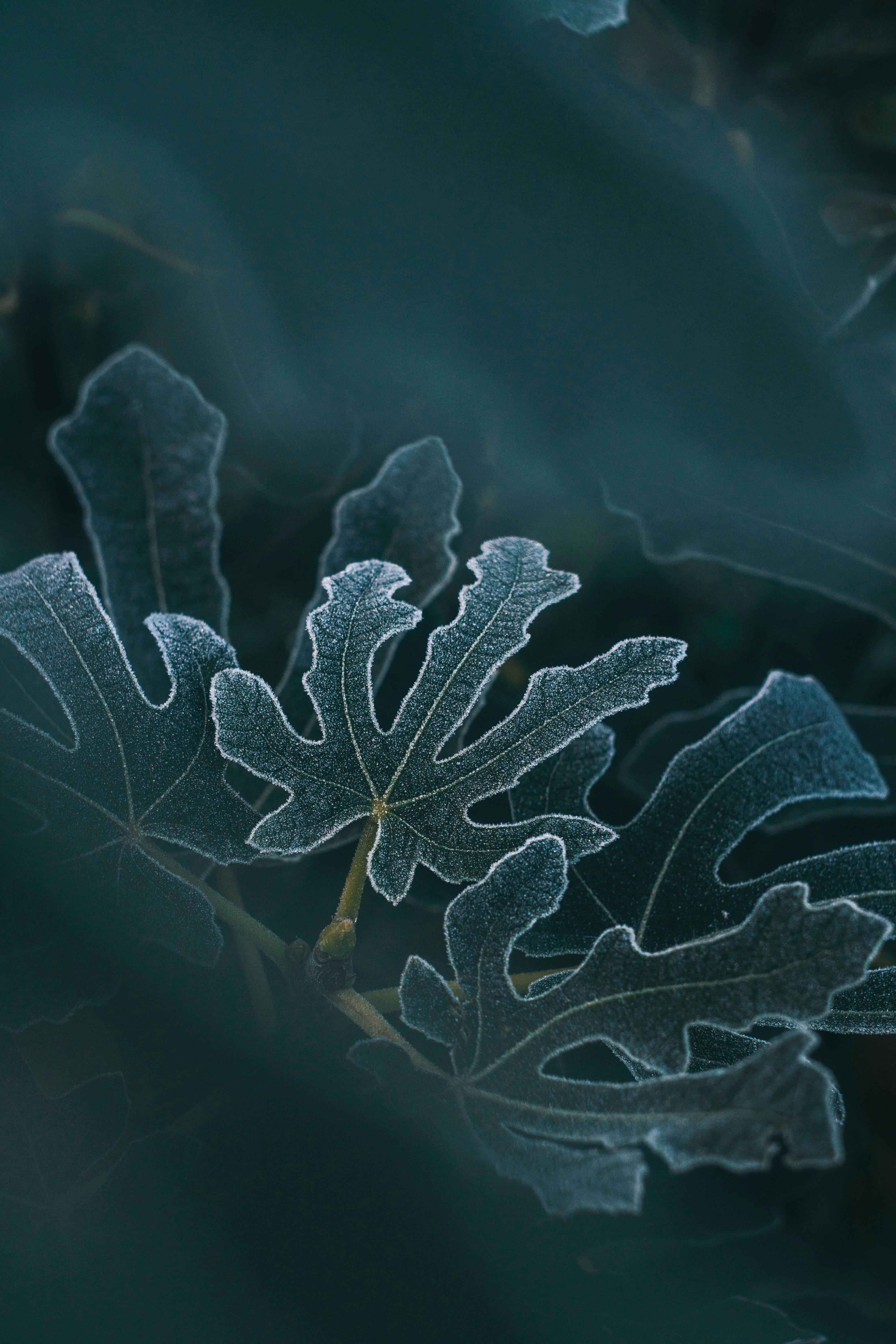 Oaks Of Mamre Photos, Download The BEST Free Oaks Of Mamre Stock Photos ...