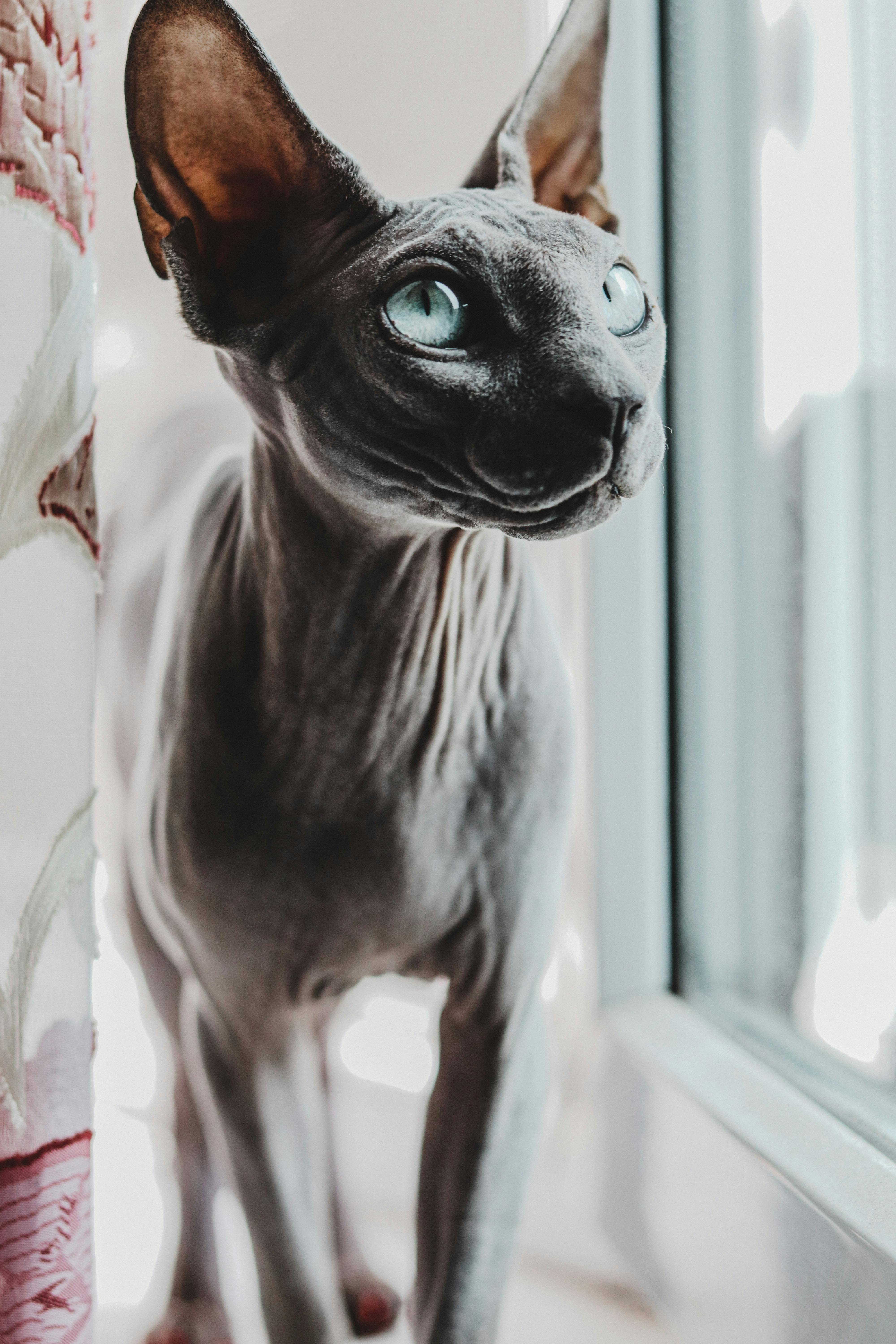 Sphynx Photos, Download The BEST Free Sphynx Stock Photos & HD Images