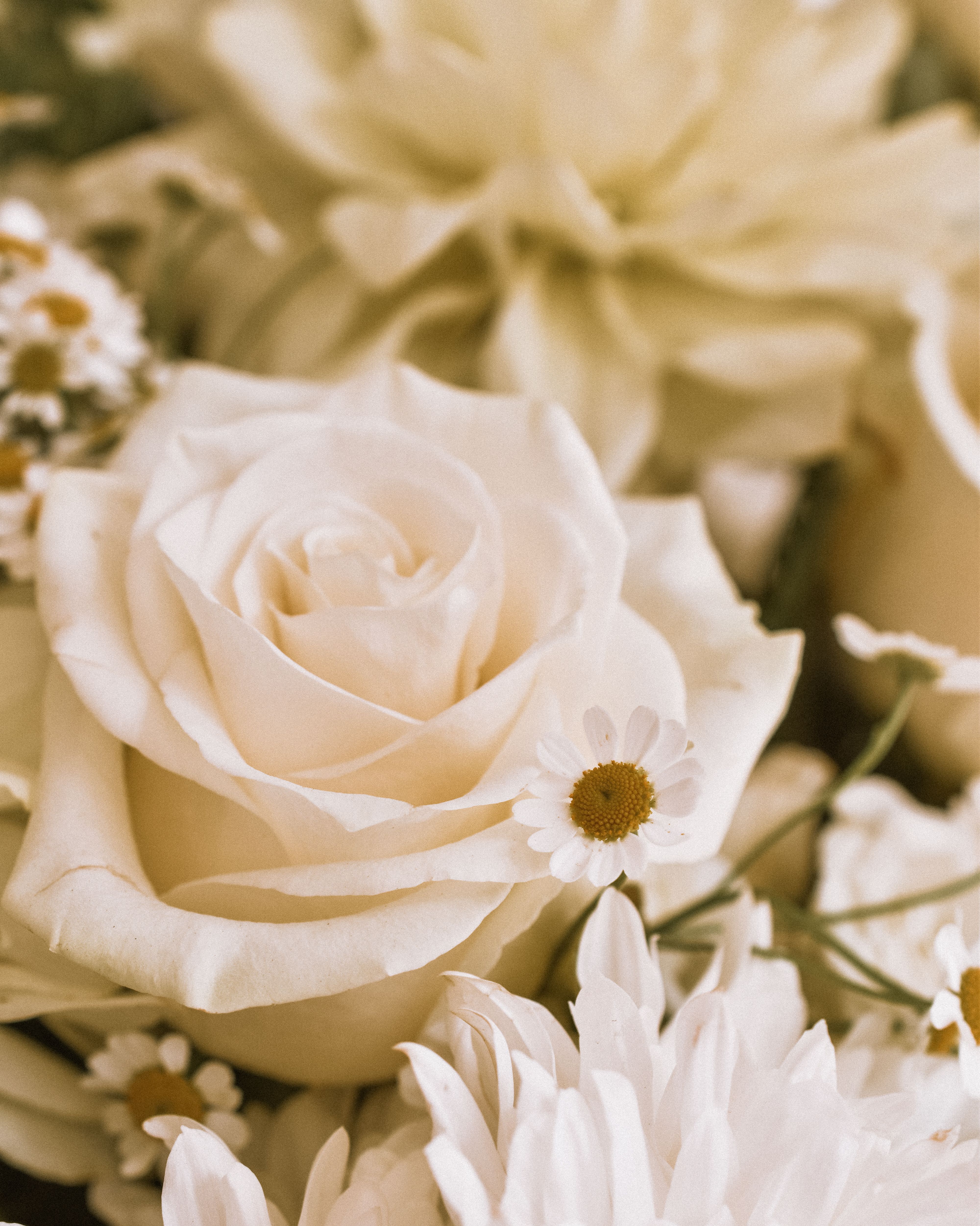 Beautiful Bouquet of Roses and Daisies · Free Stock Photo
