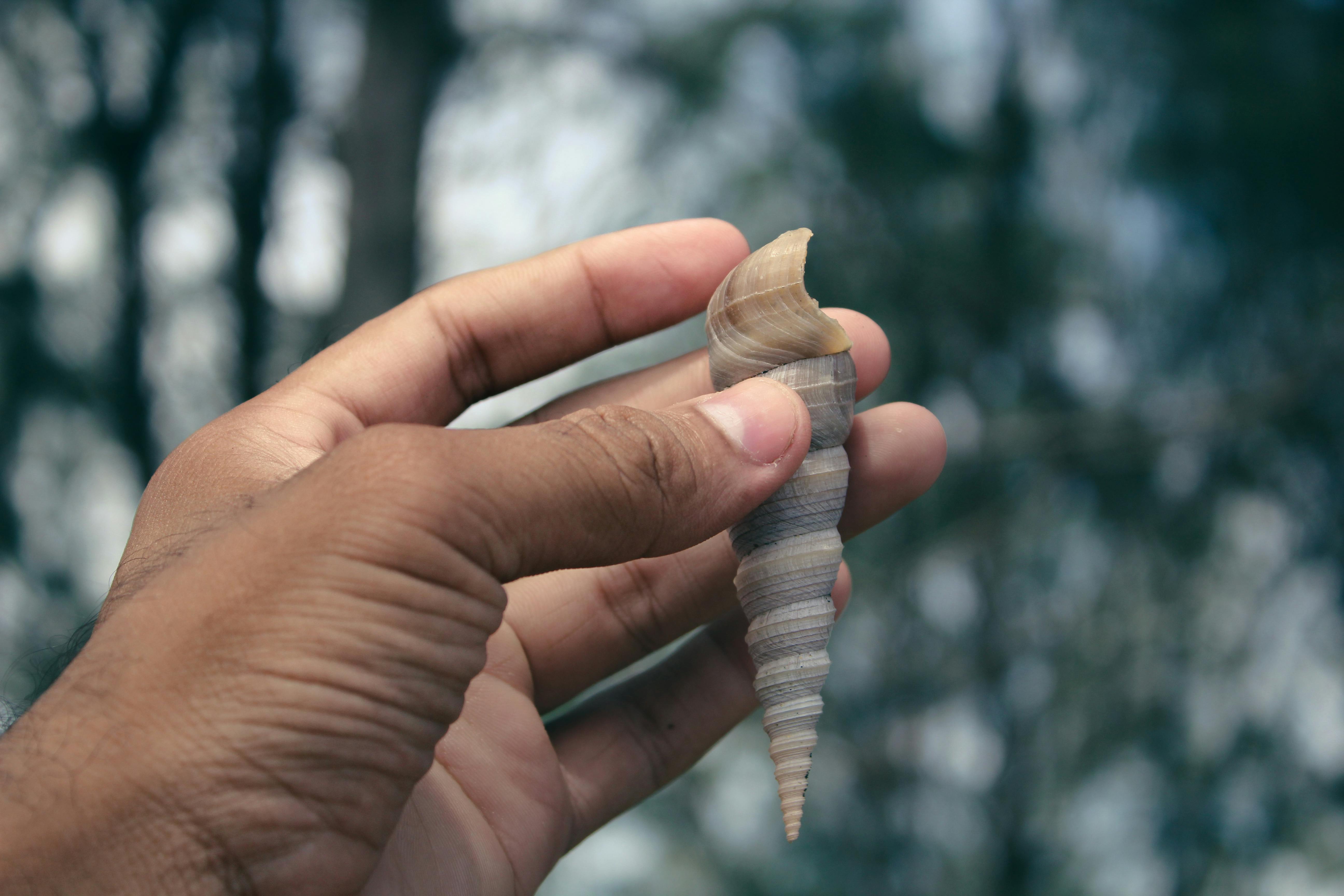 Seashells in Hand and Sea · Free Stock Photo