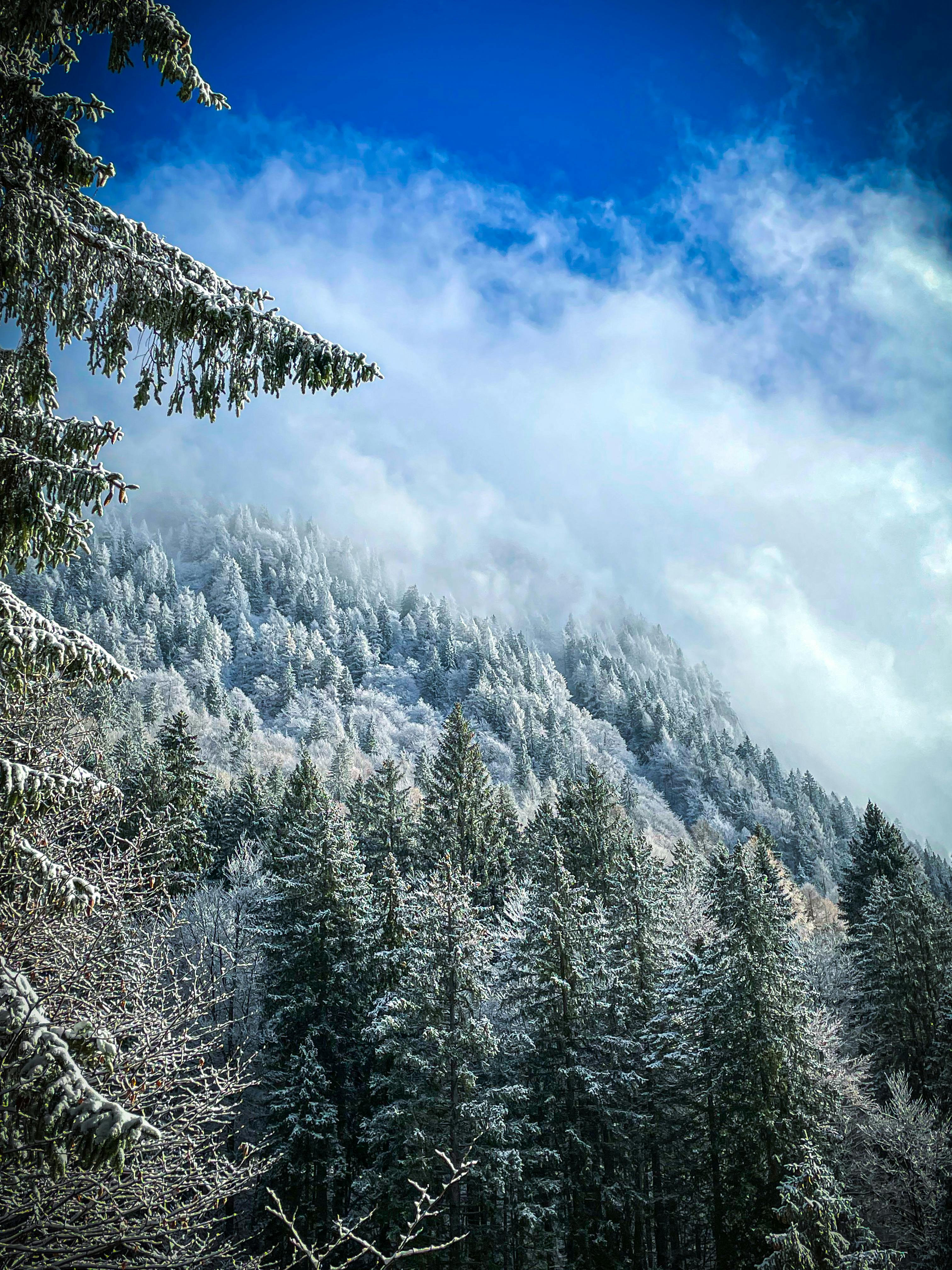 Winter Landscape Shutterstock Photos, Download The BEST Free Winter ...