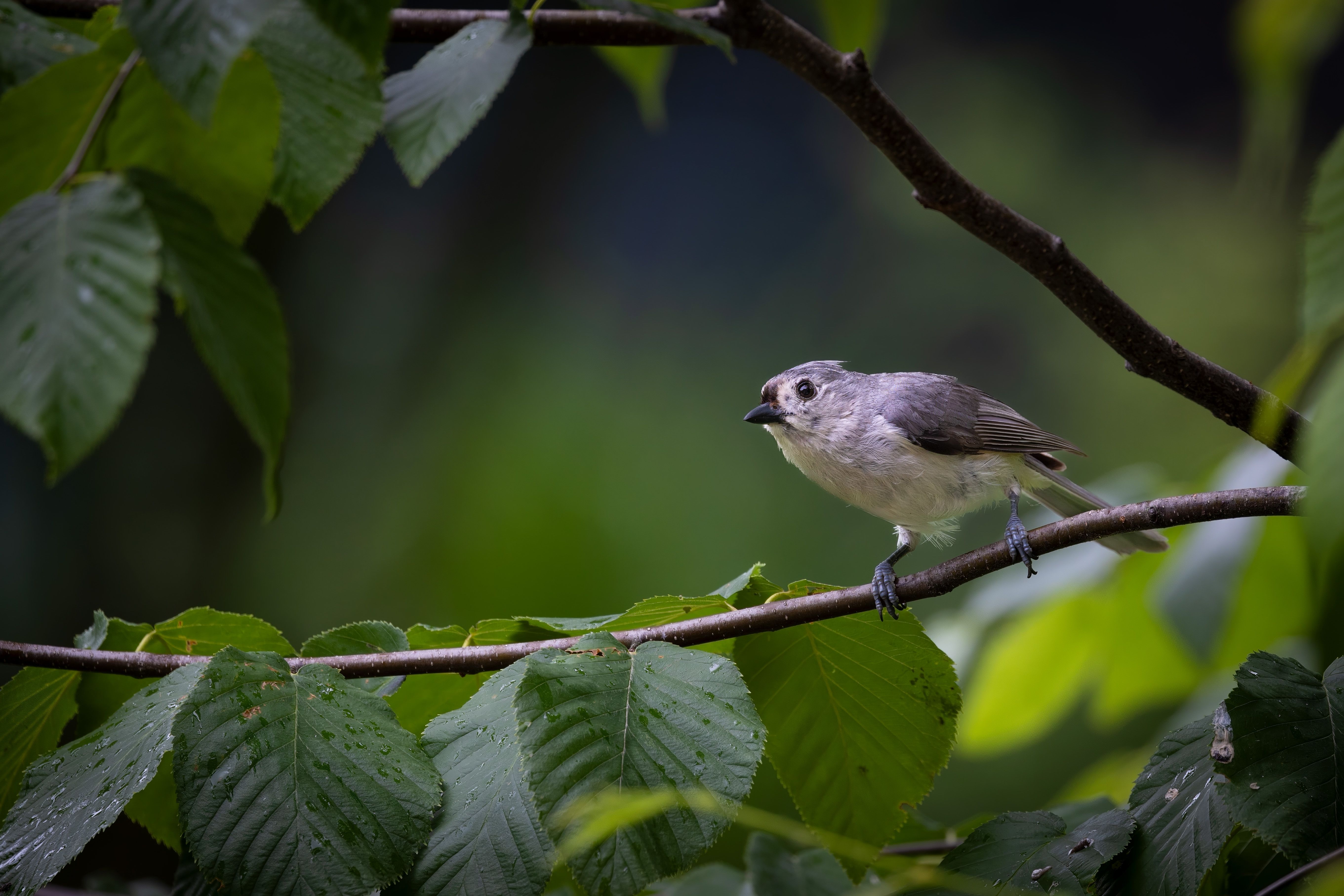 Close-up of a Tufted Titmouse Sitting on a Tree Branch · Free Stock Photo