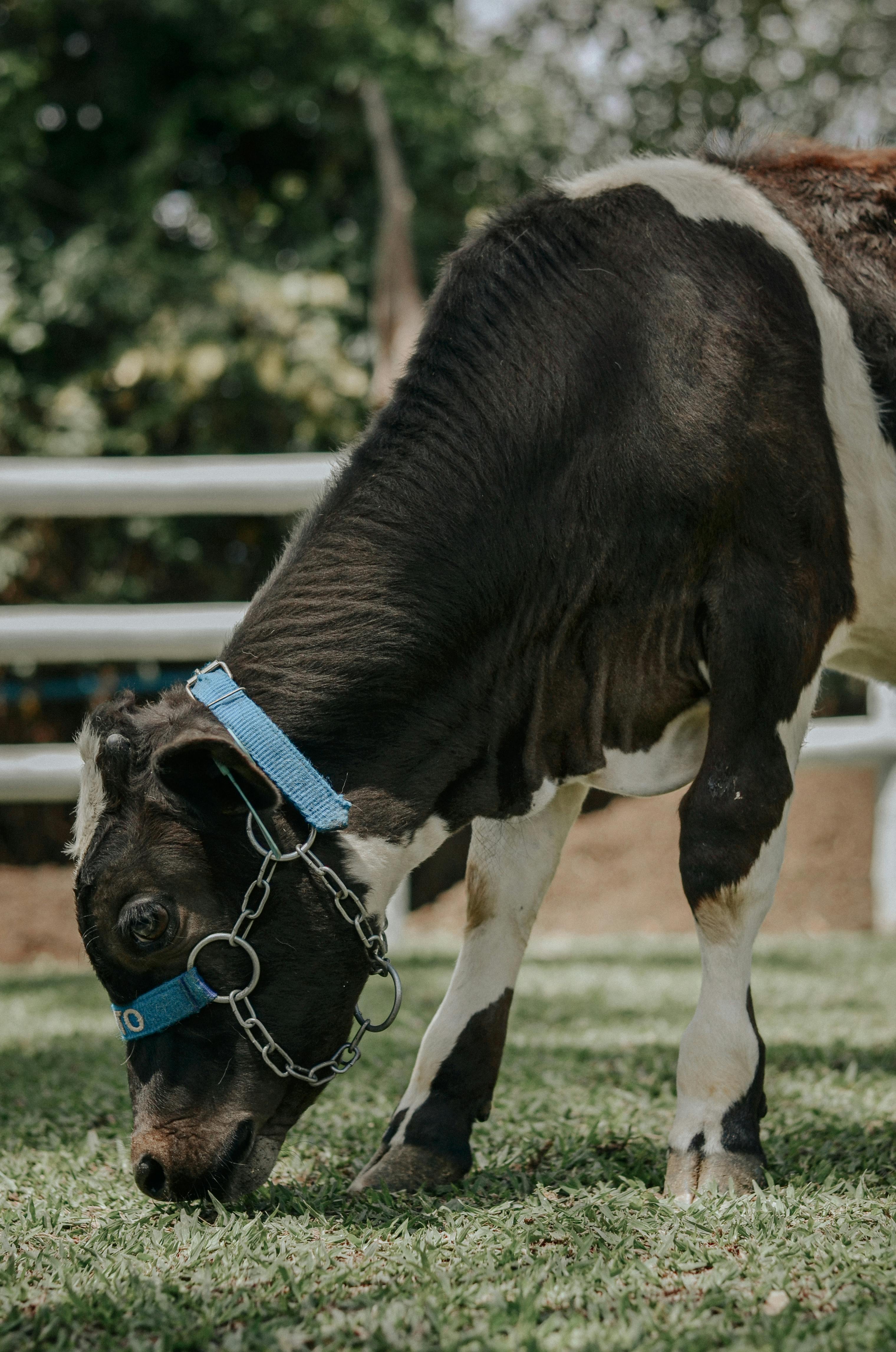 Cows on Farm Against Sky · Free Stock Photo