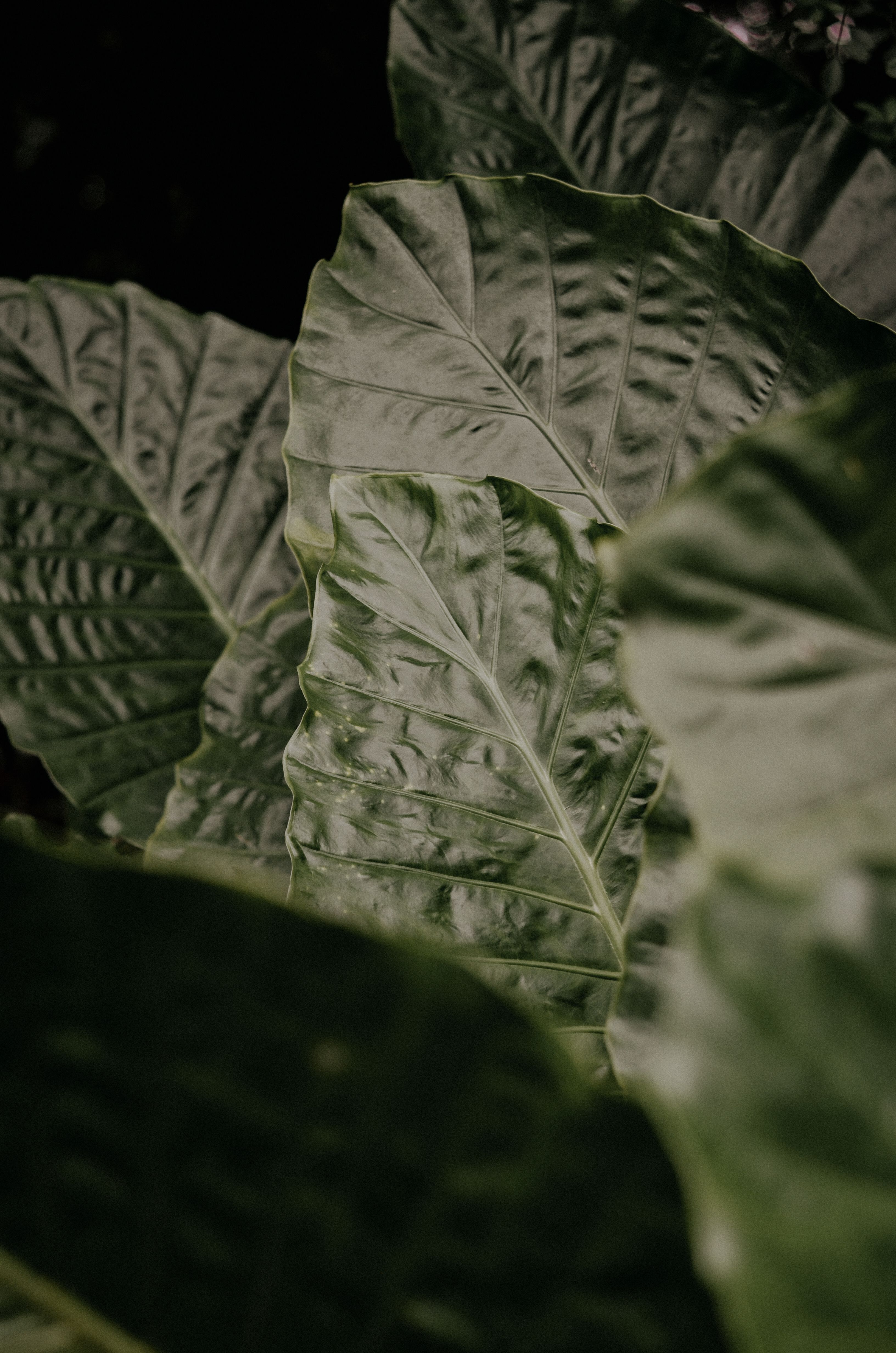 Leaf Of Leamon Photos, Download The BEST Free Leaf Of Leamon Stock ...