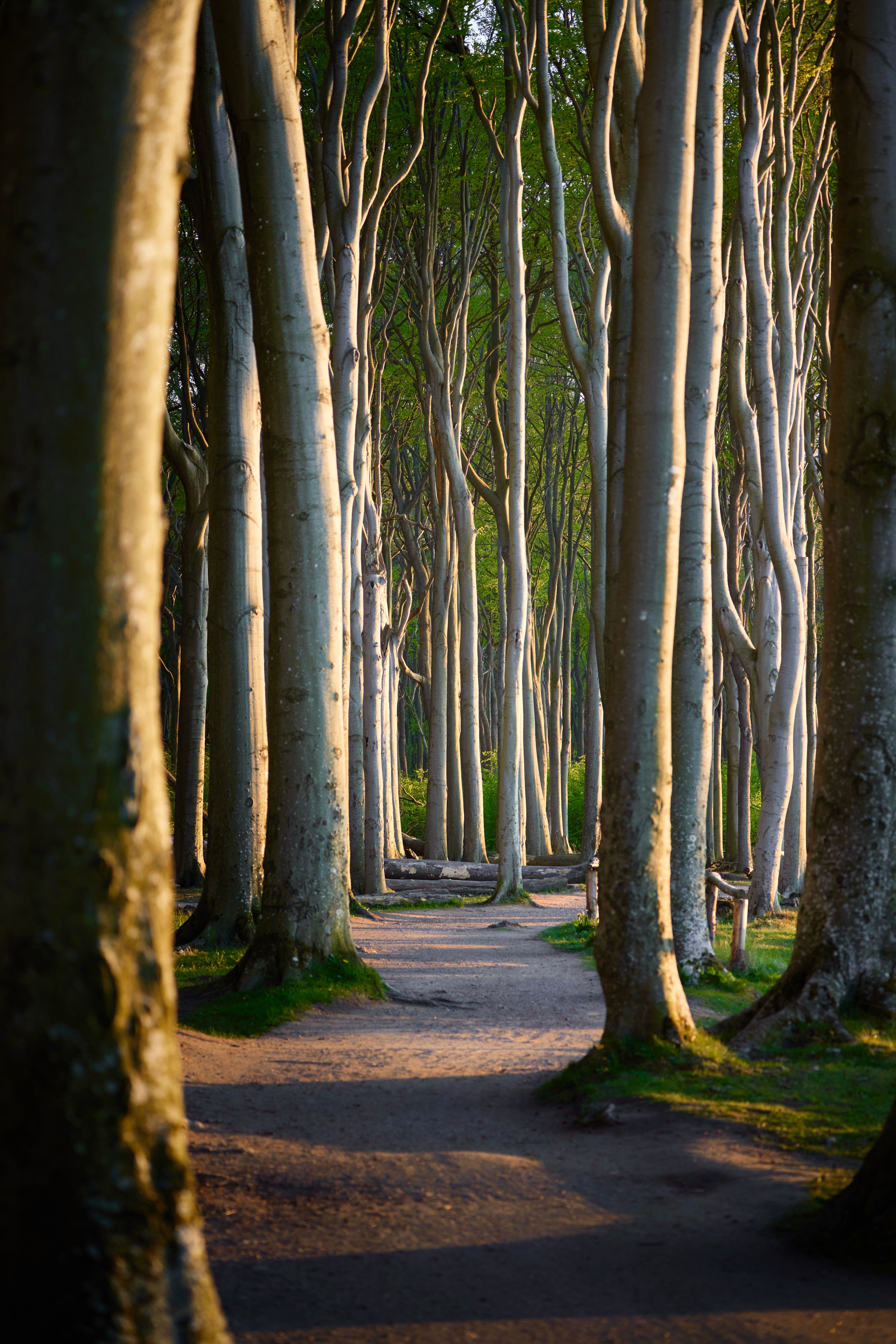 Footpath among Tall Trees · Free Stock Photo
