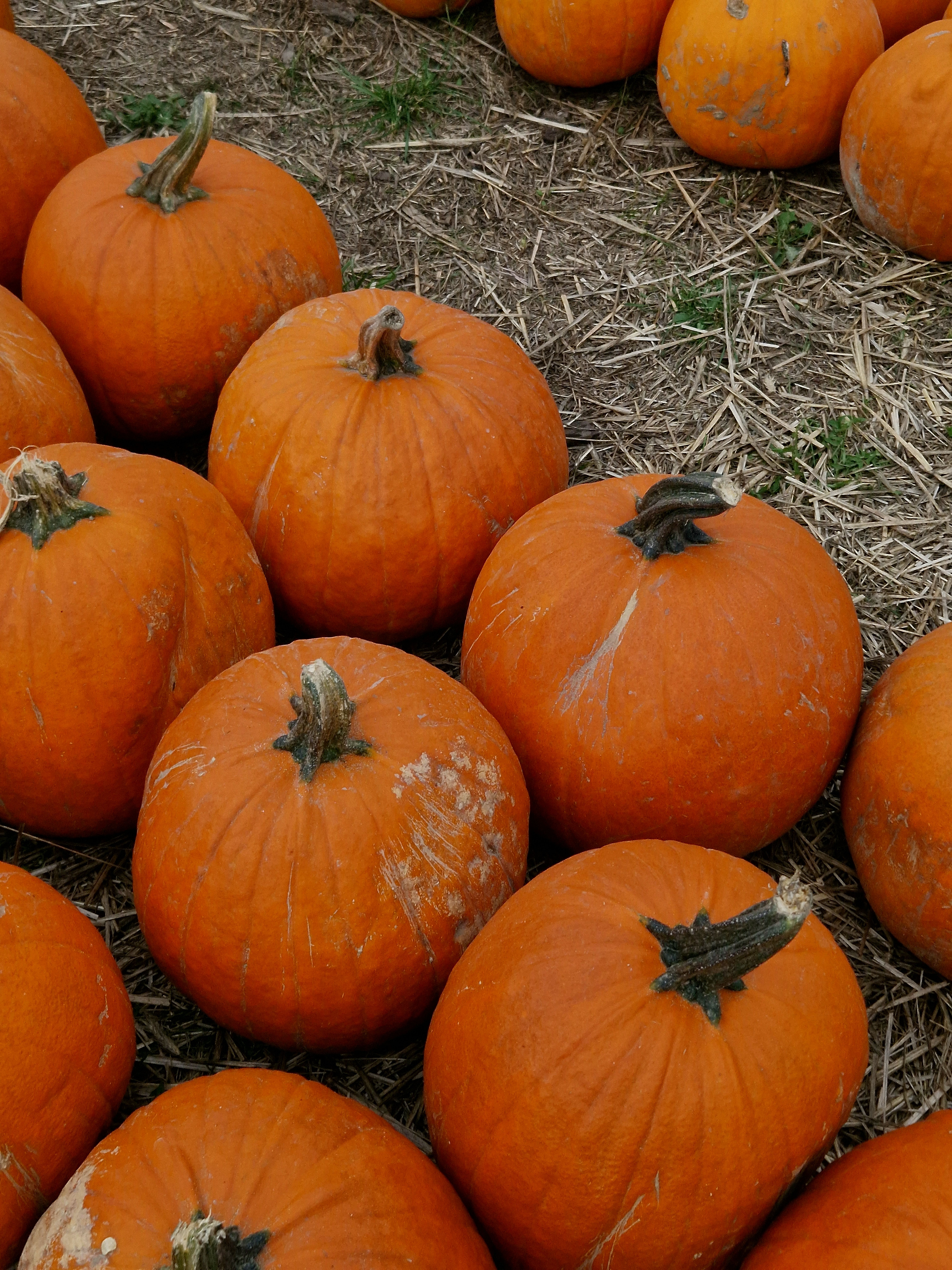 Photo of Field Full of Pumpkins · Free Stock Photo