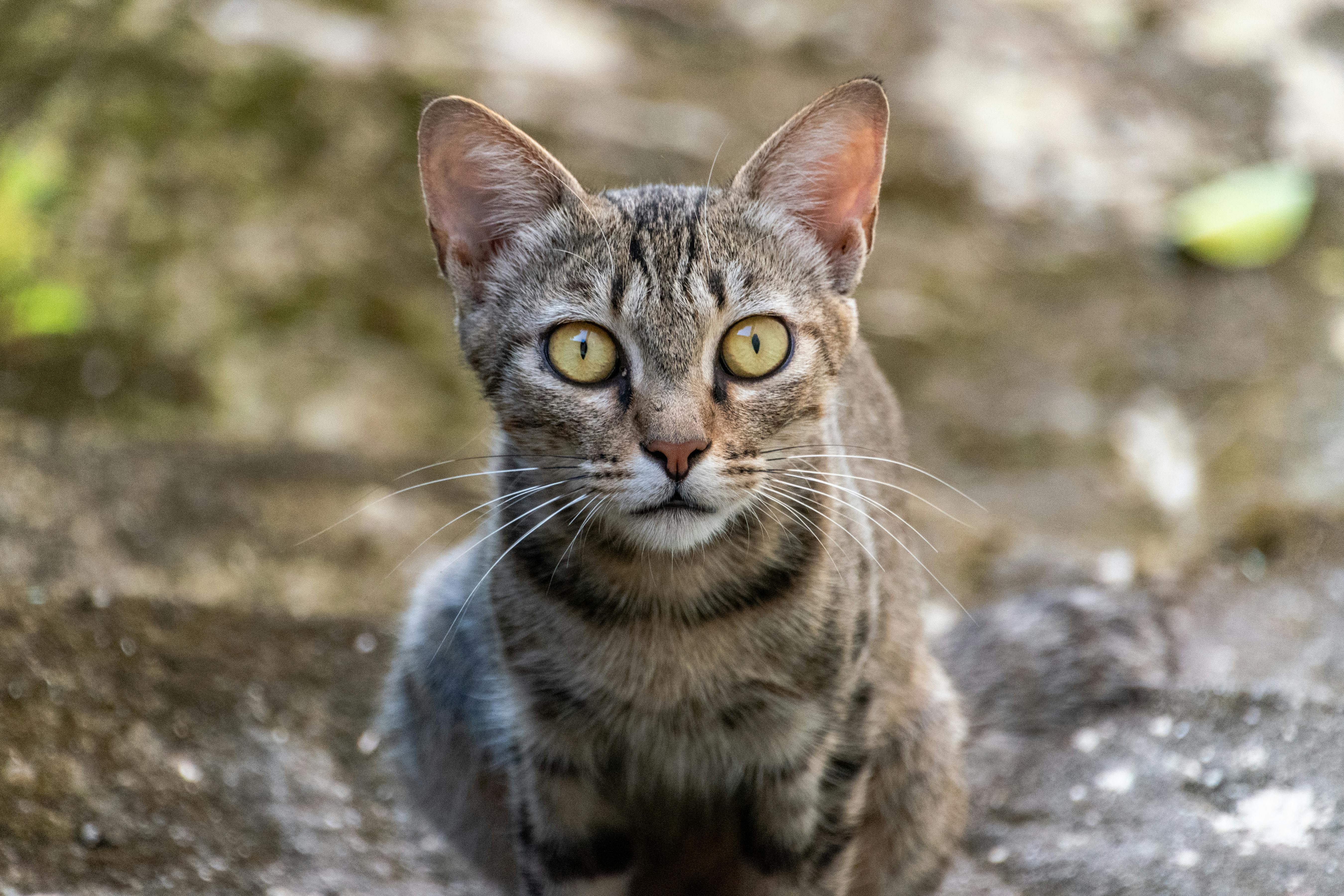 Startled Cat Photos, Download The BEST Free Startled Cat Stock Photos ...