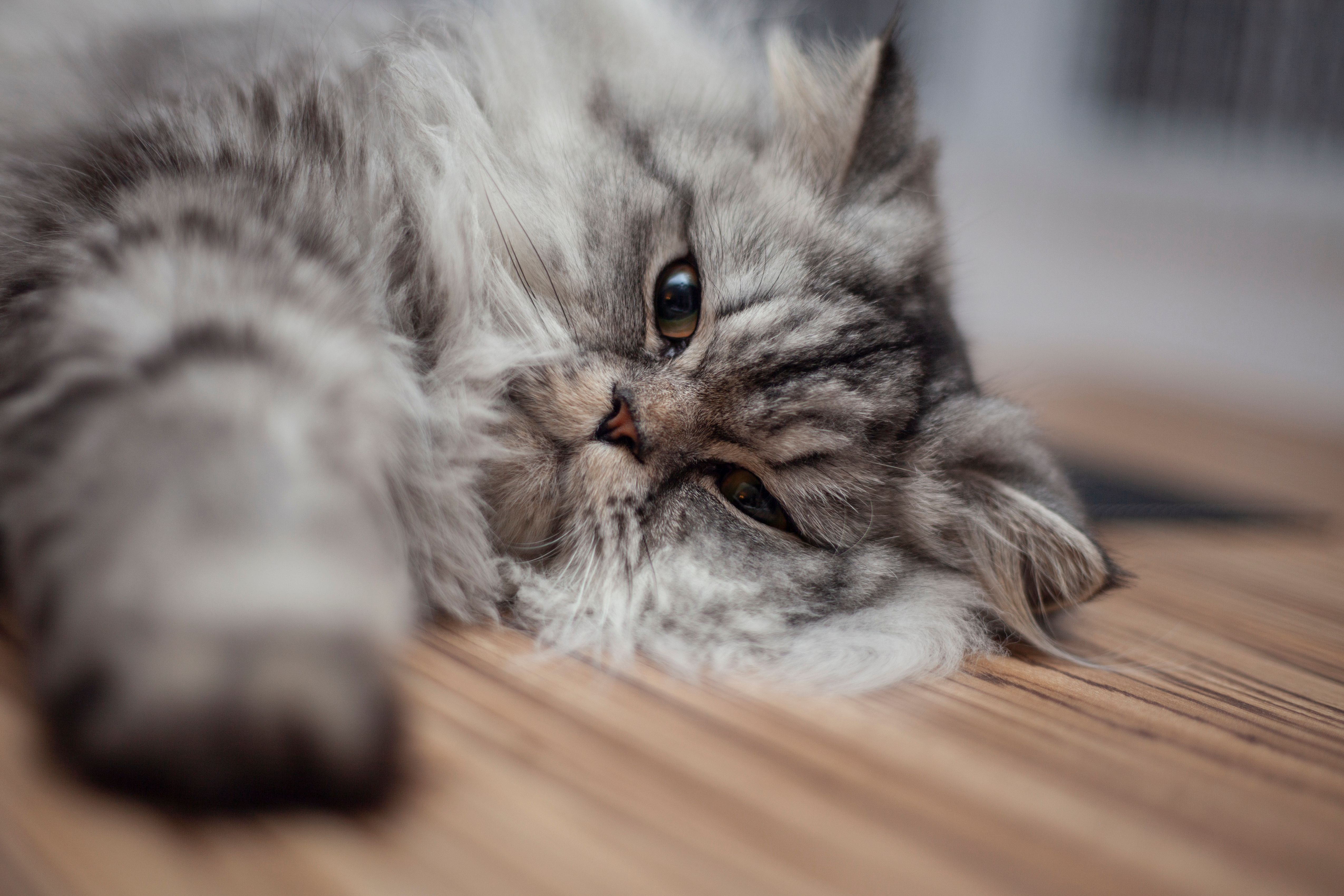 8k Wallpaper Cat Photos, Download The BEST Free 8k Wallpaper Cat Stock ...