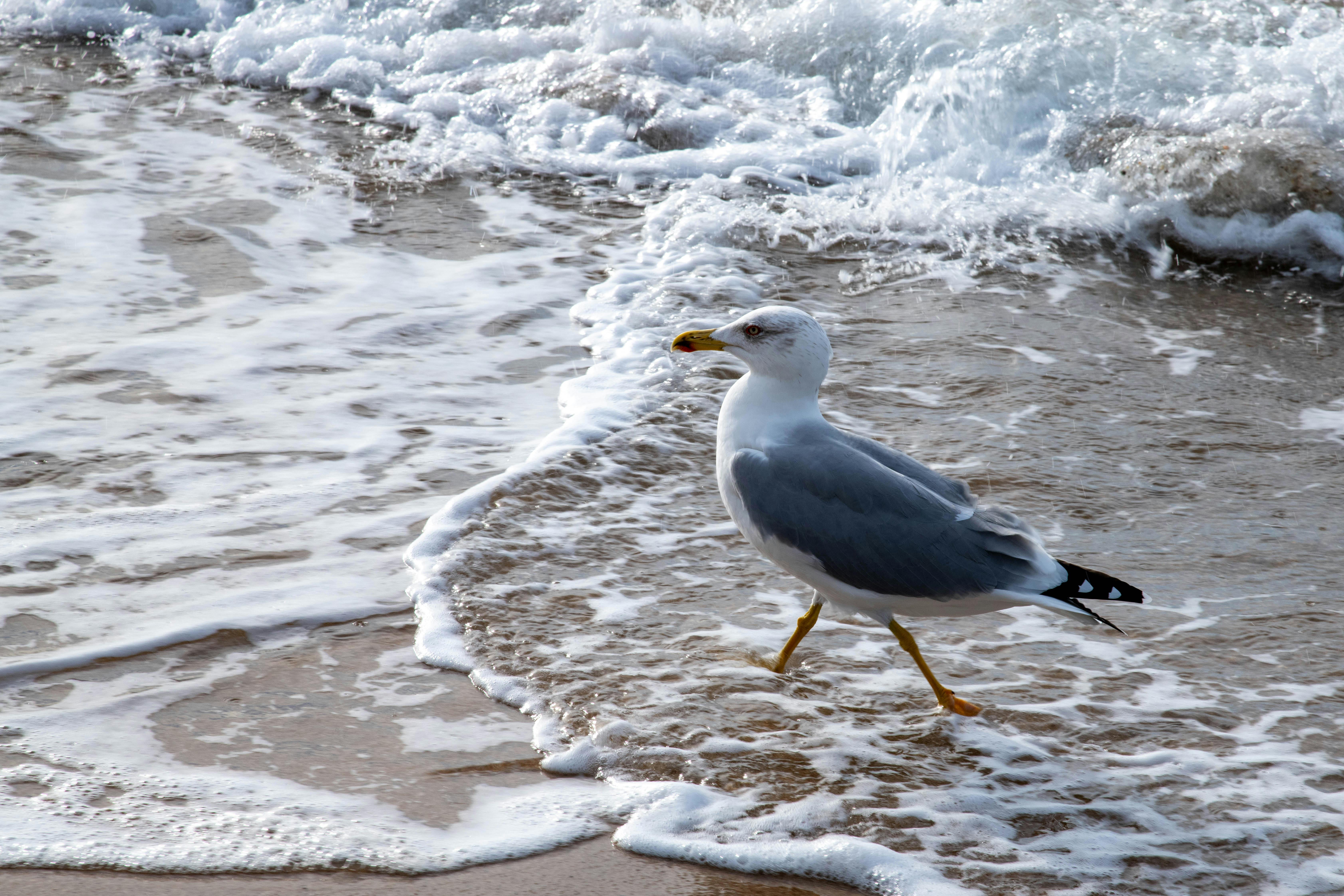 Seagull Walking on a Beach · Free Stock Photo