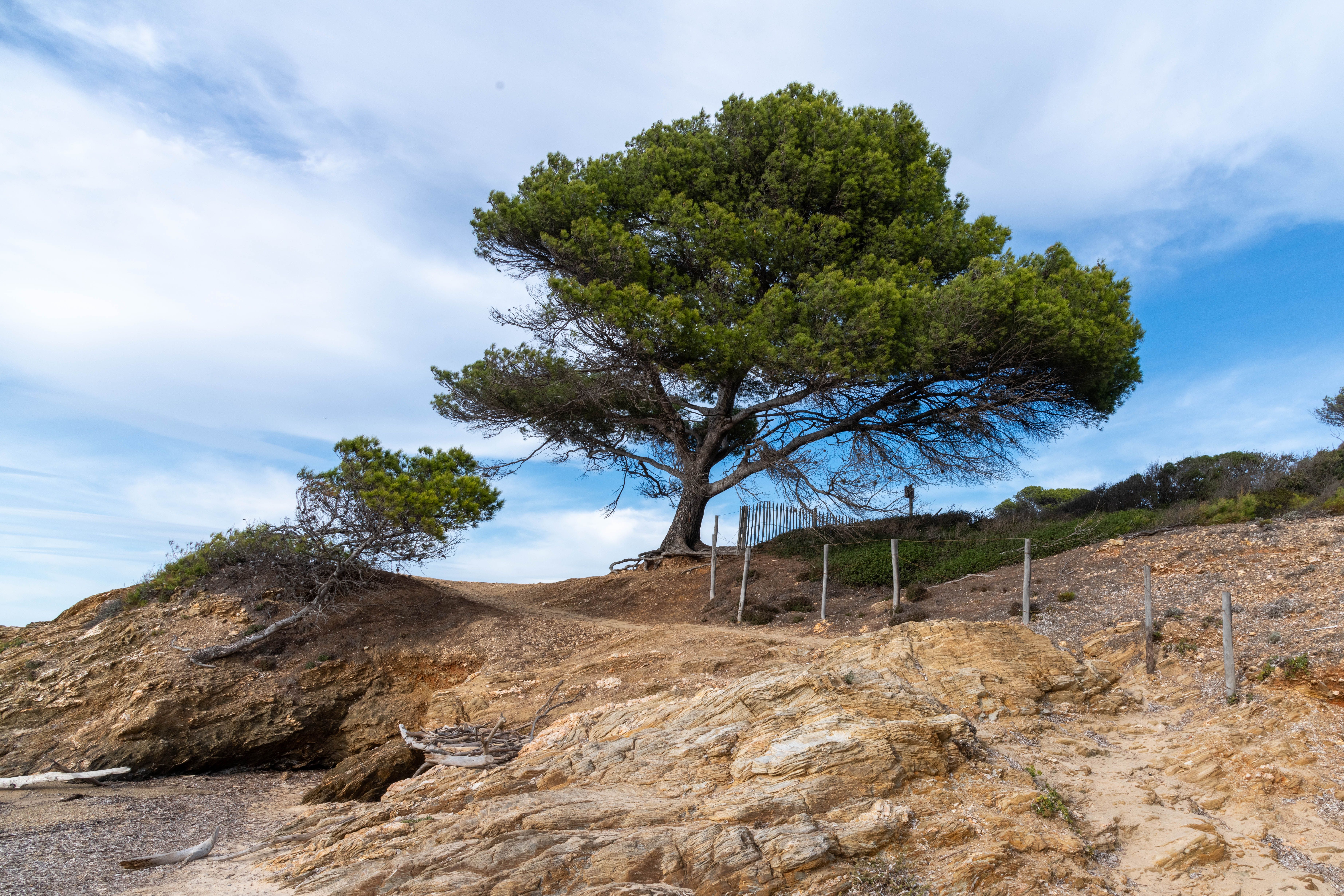 Trees on Seashore · Free Stock Photo