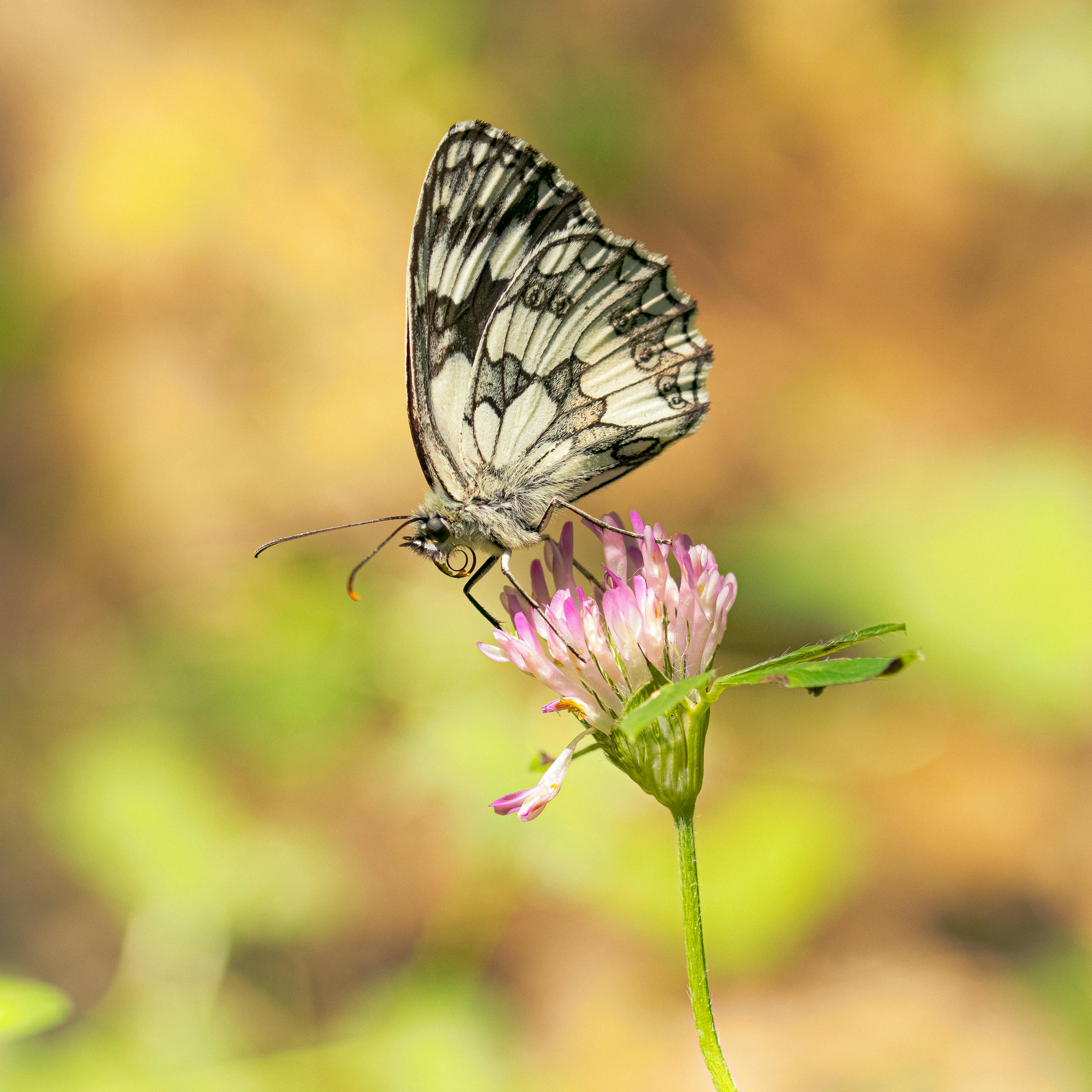 Butterfly Emerging Photos, Download The BEST Free Butterfly Emerging ...