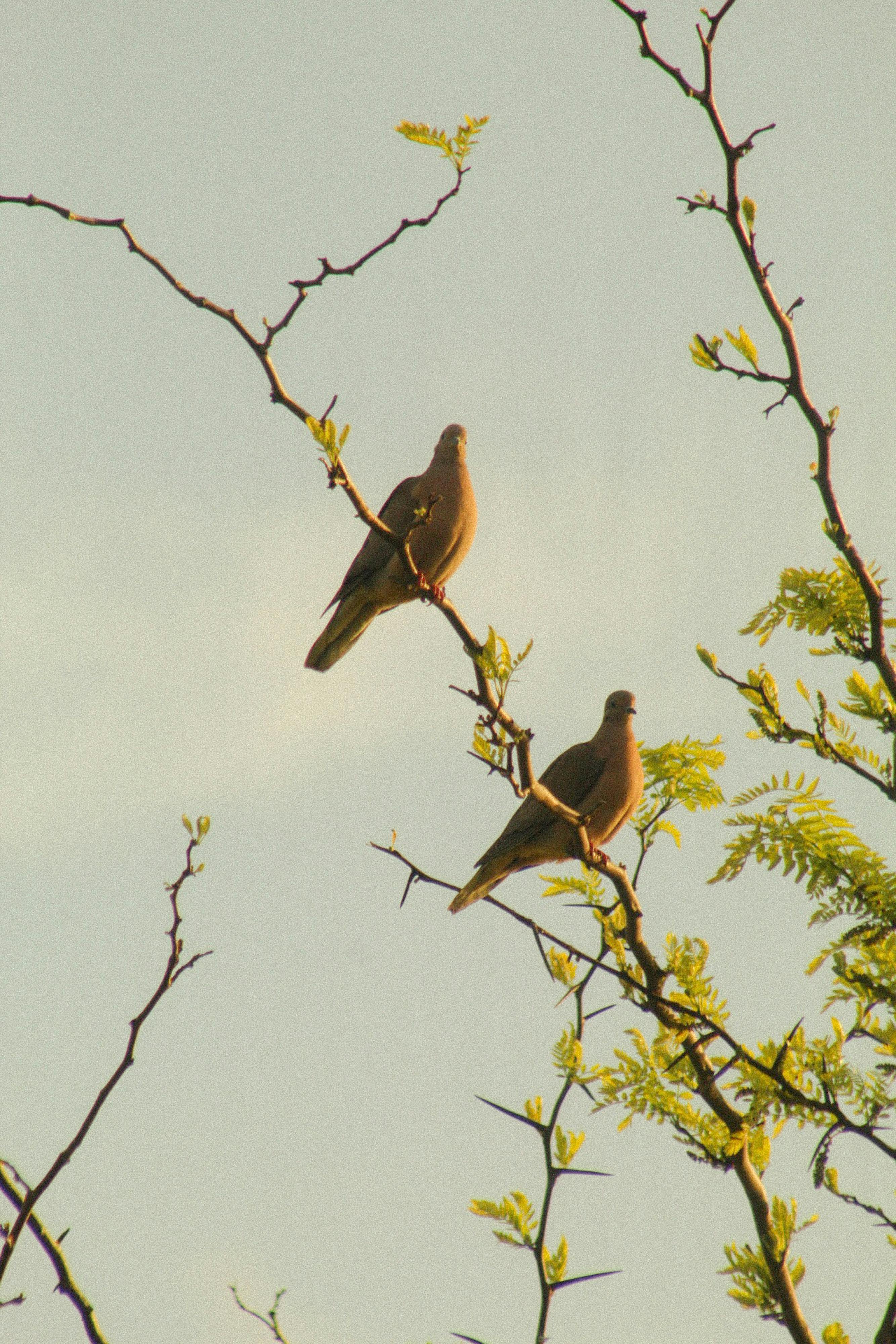 Two birds are sitting on a tree branch · Free Stock Photo