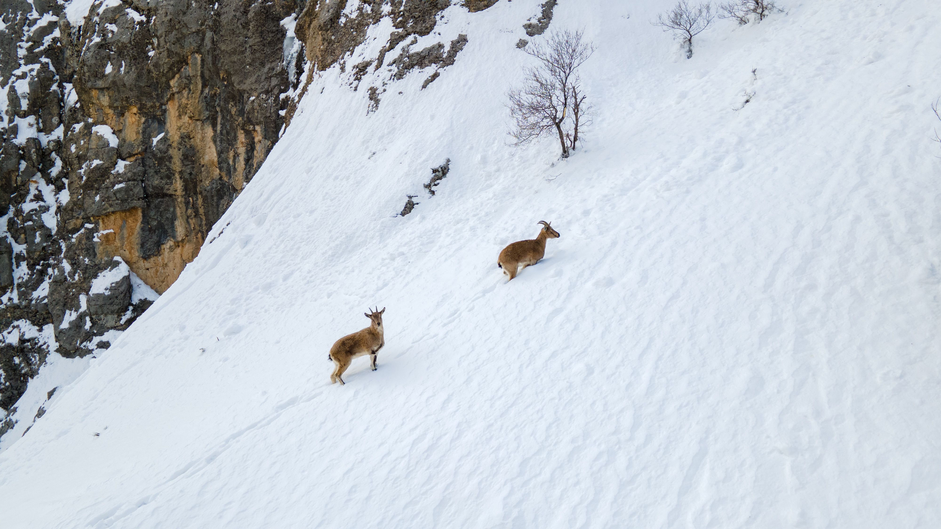 Mountain Goats in Snow · Free Stock Photo