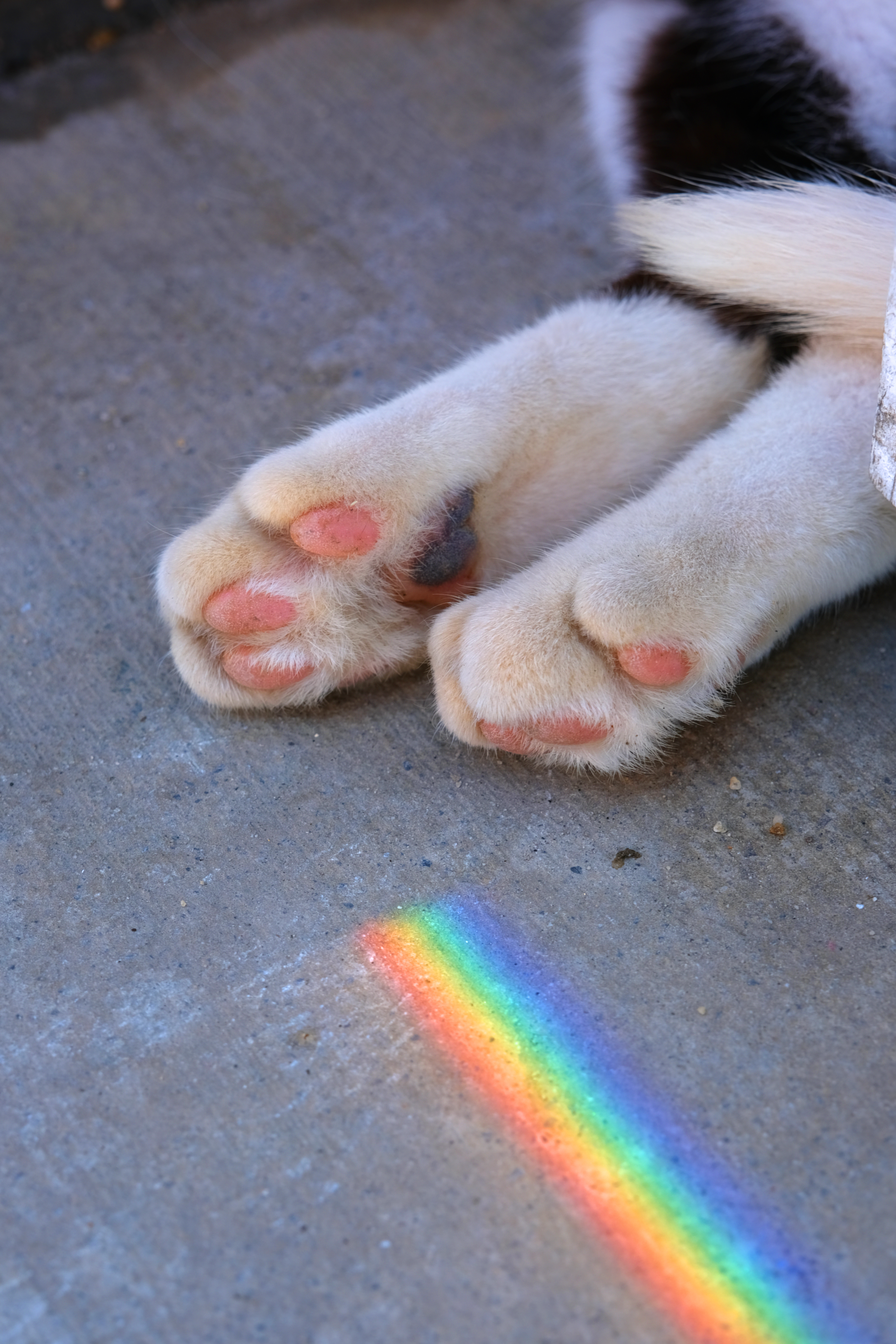 Paws of Cat Lying Down on Ground · Free Stock Photo