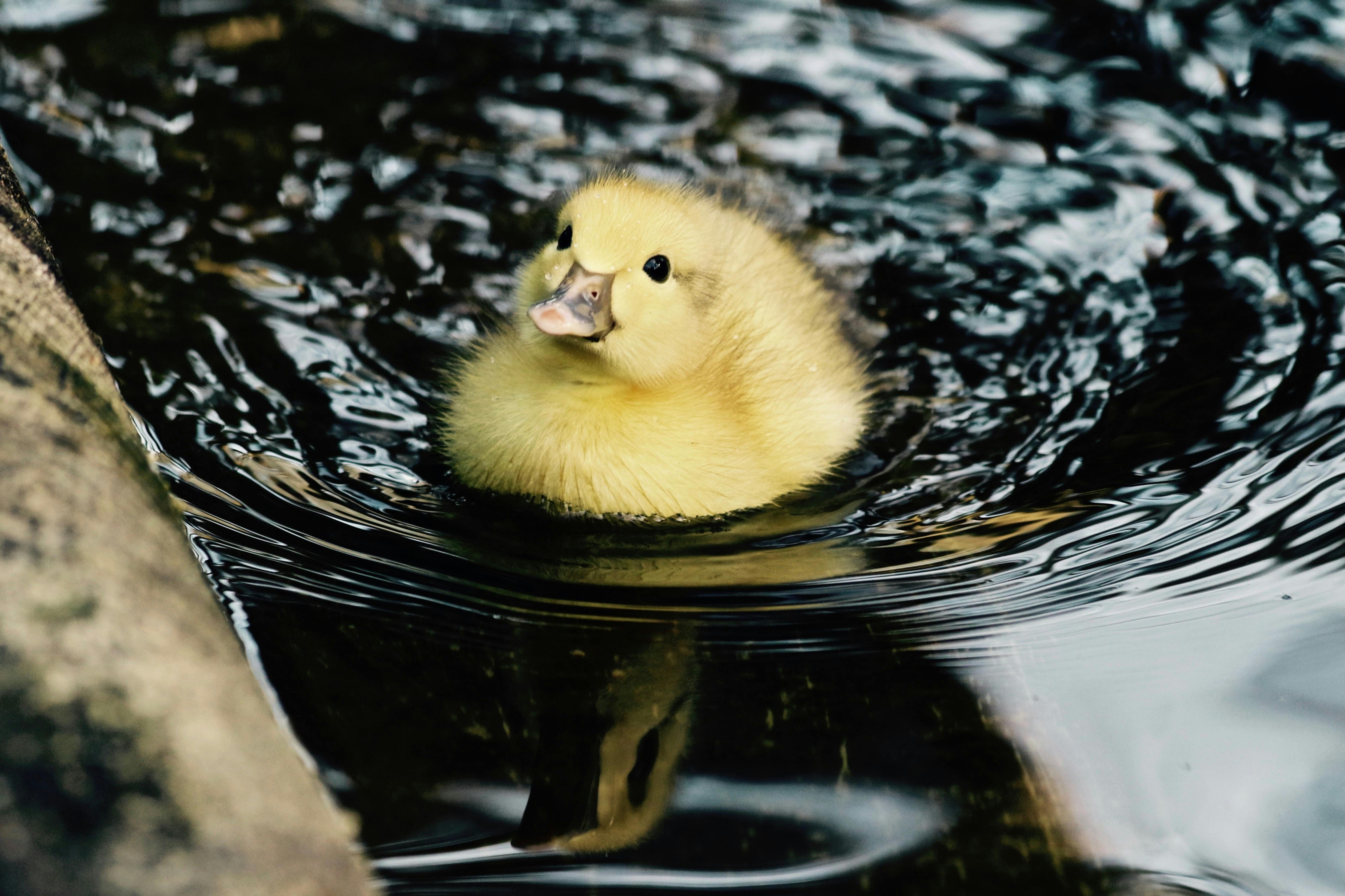 Duckling in Pond · Free Stock Photo