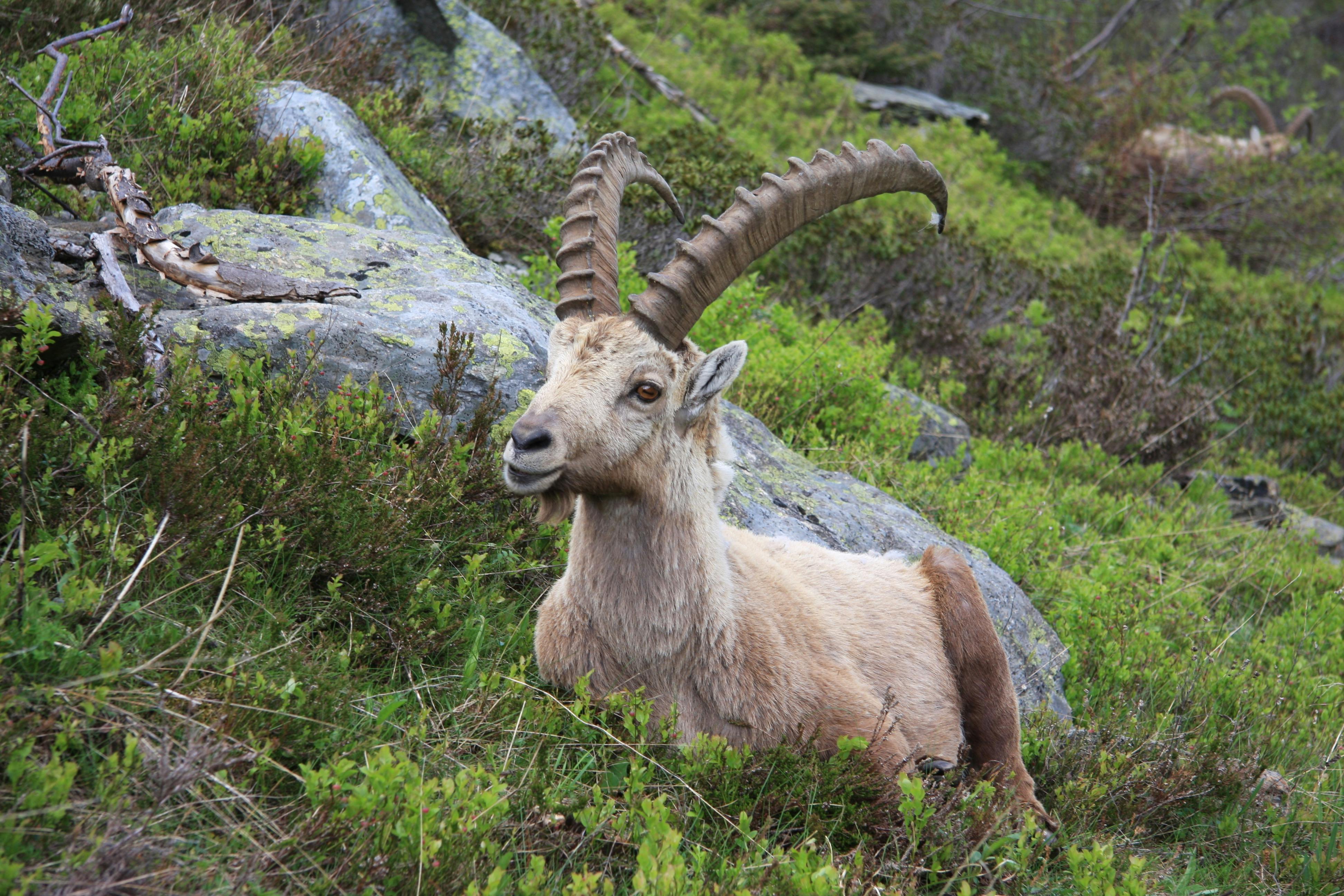 30+ Fotos y Imágenes de Gamuza Gratis · Banco de Fotos Gratis