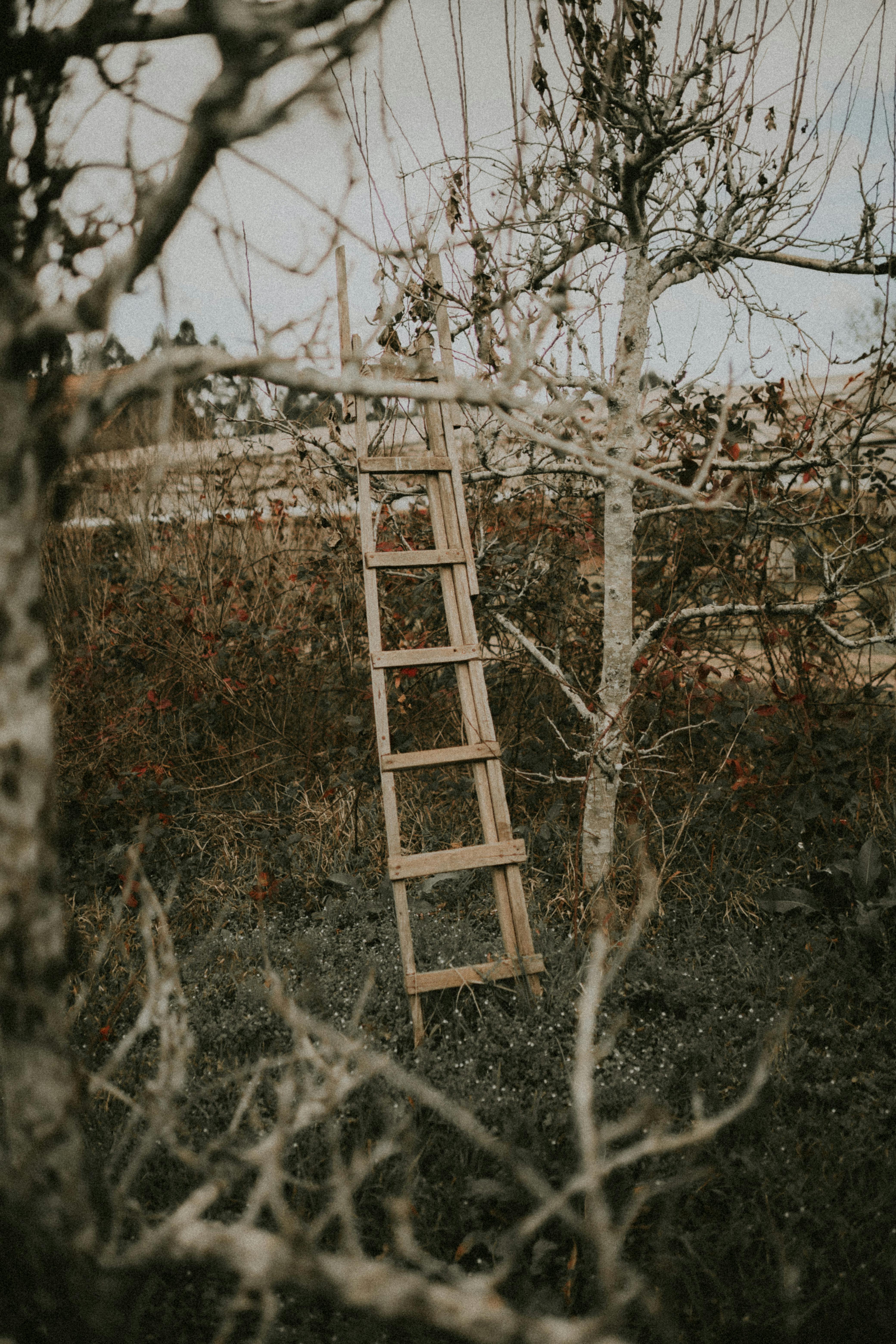Fall Ladder Photos, Download The BEST Free Fall Ladder Stock Photos ...