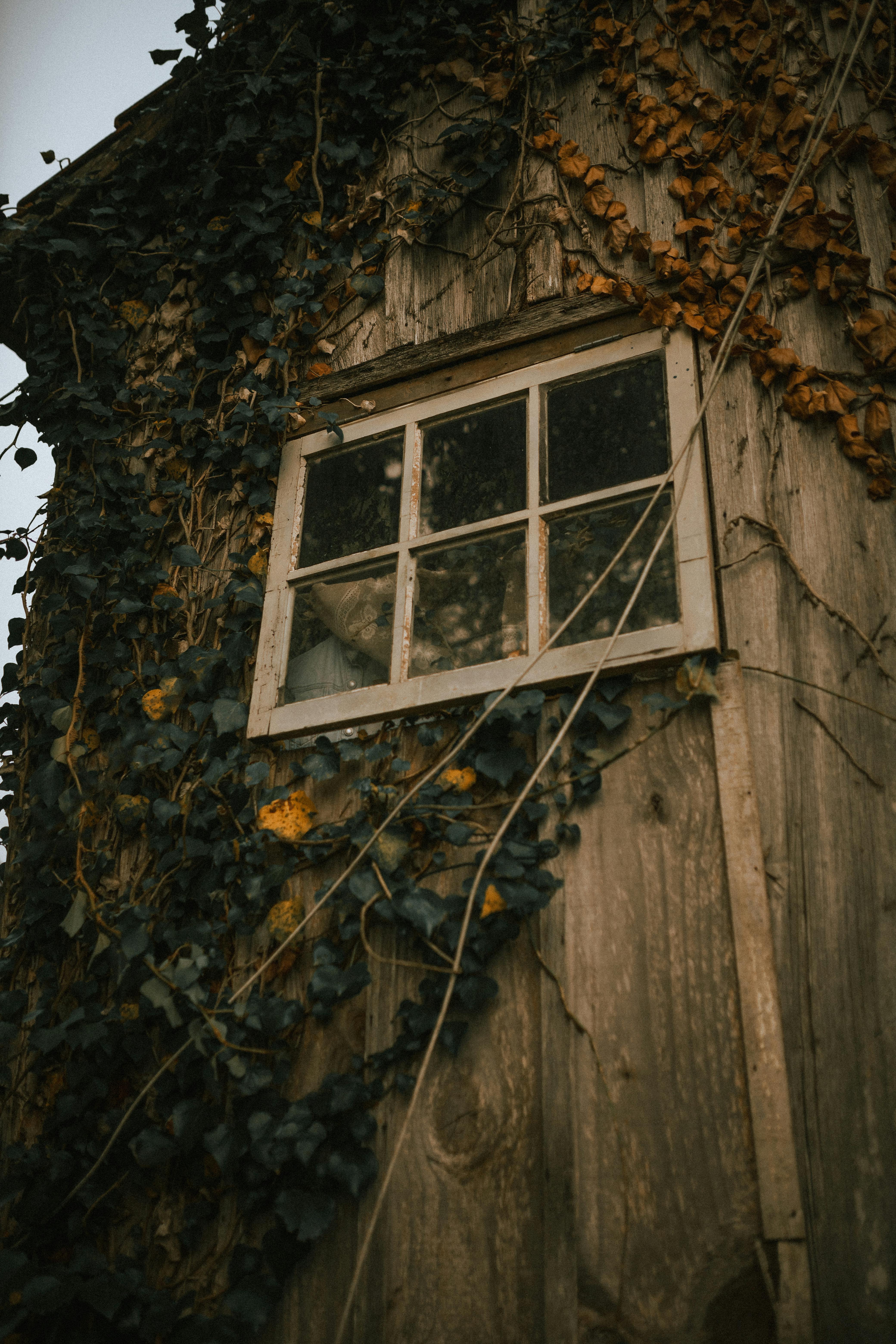 Ivy on Wooden Cottage Wall over Window · Free Stock Photo