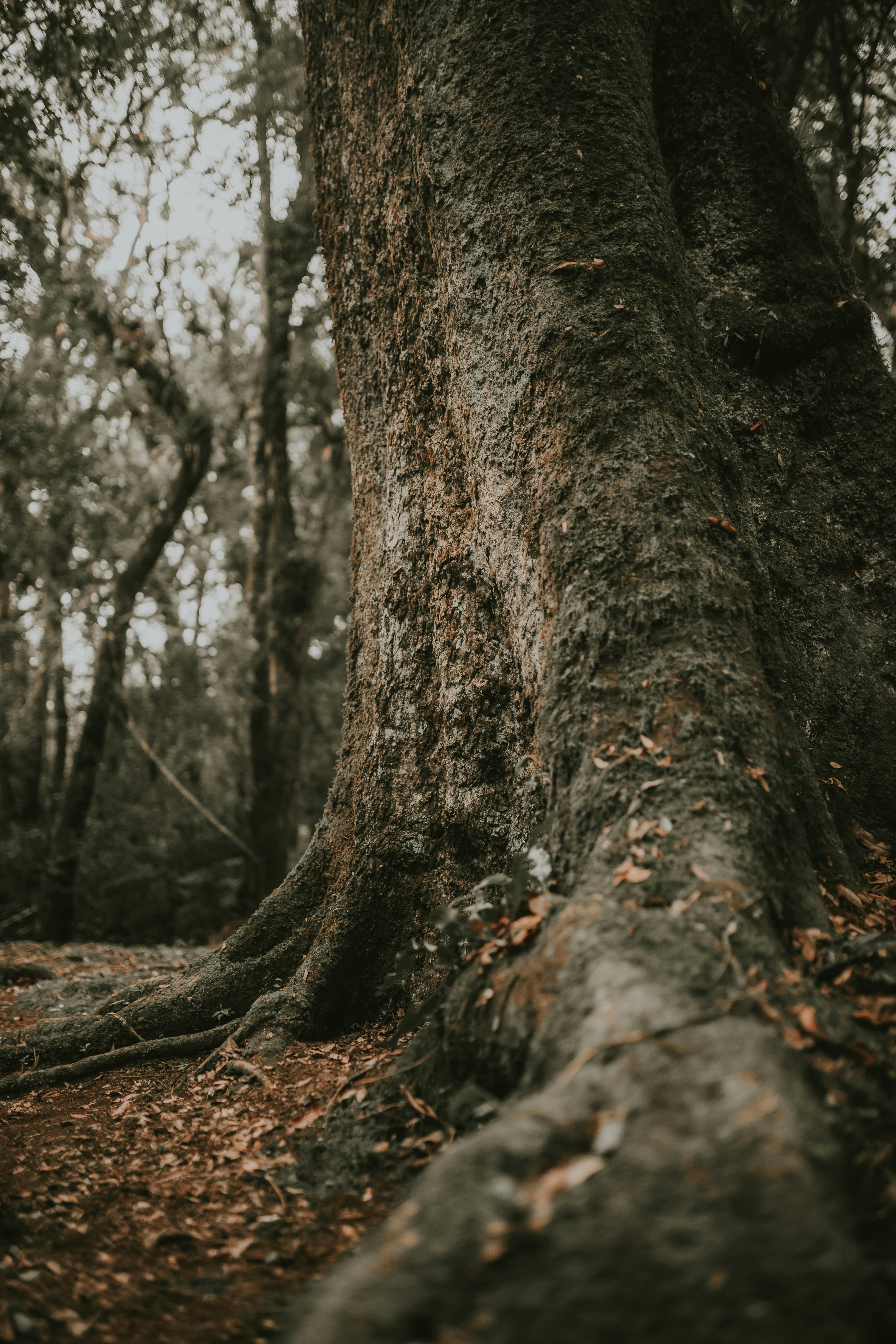 Two Trees during Autumn · Free Stock Photo