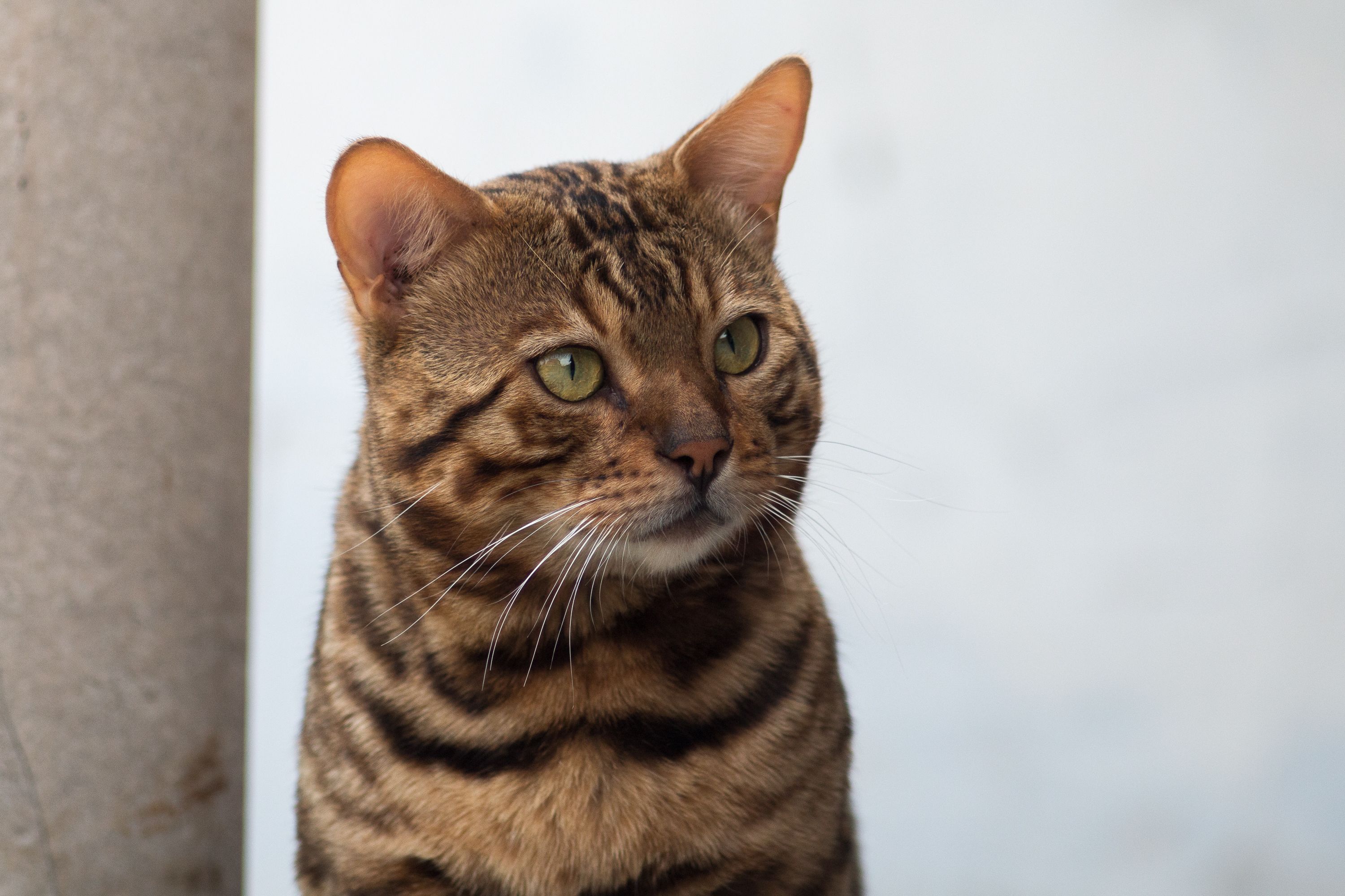 Closeup of a Striped Cat · Free Stock Photo