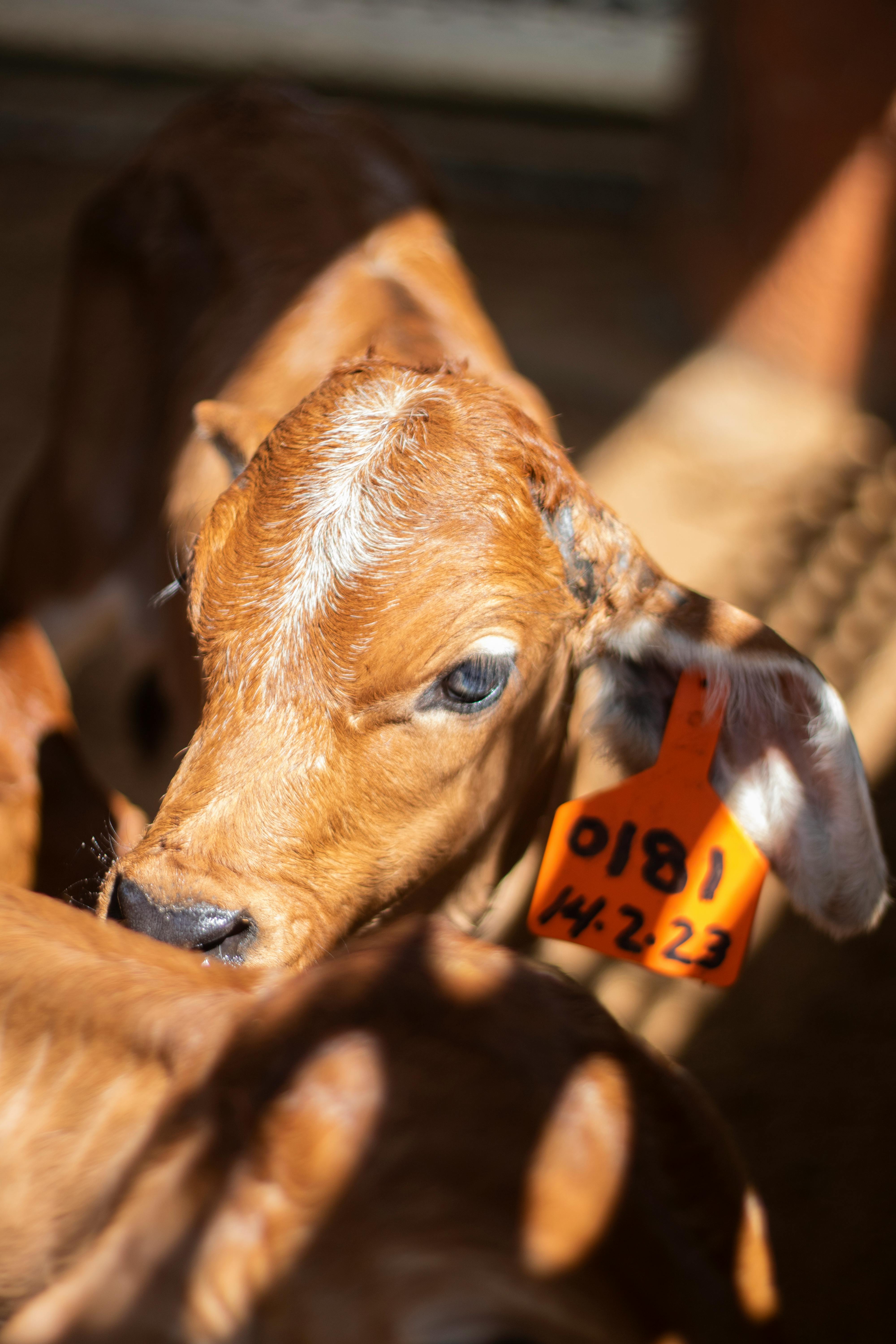 Pole Barn Photos, Download The BEST Free Pole Barn Stock Photos & HD Images