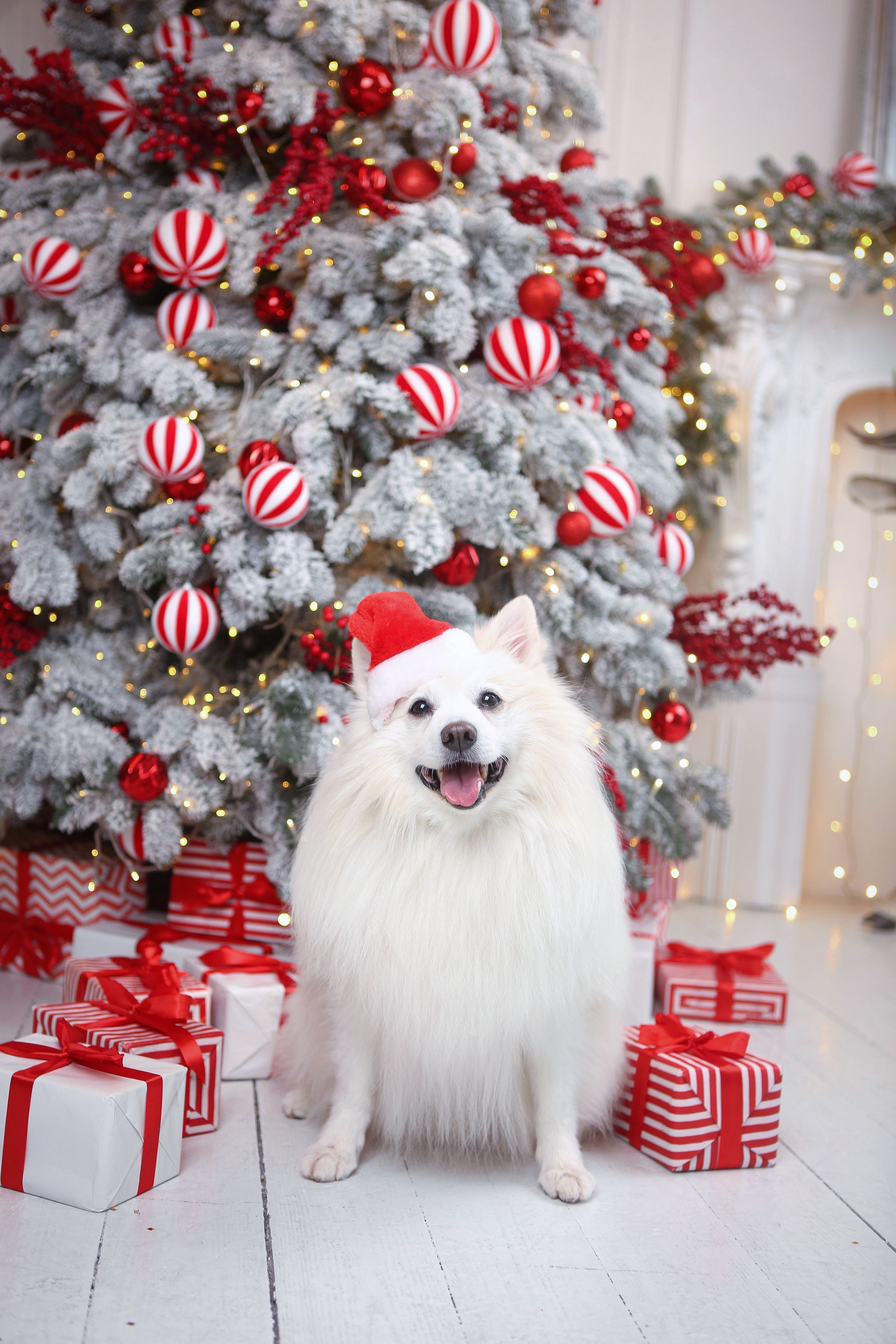 White Dog Under a Christmas Tree · Free Stock Photo