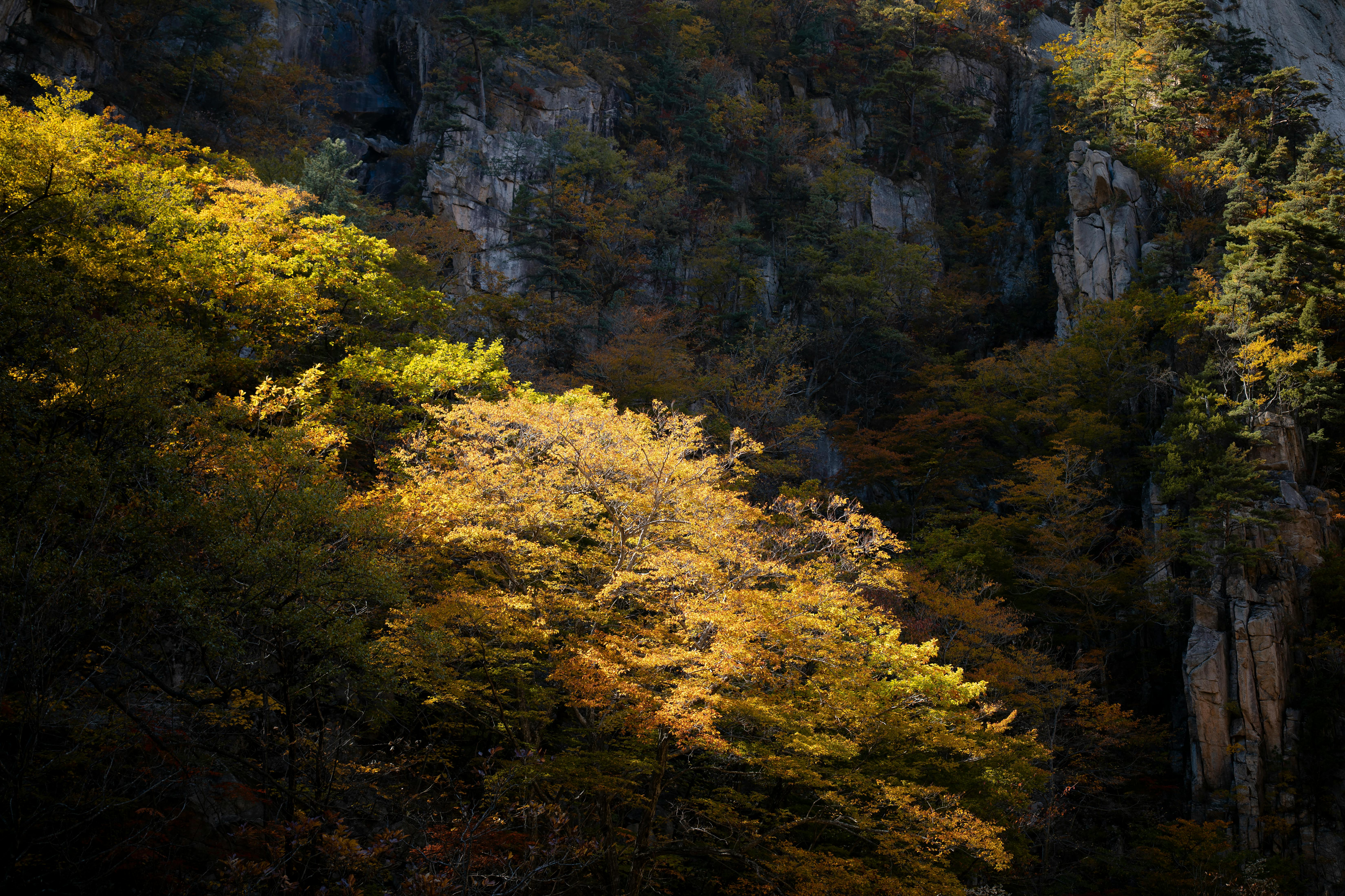 Autumn Trees Growing on Mountainside · Free Stock Photo