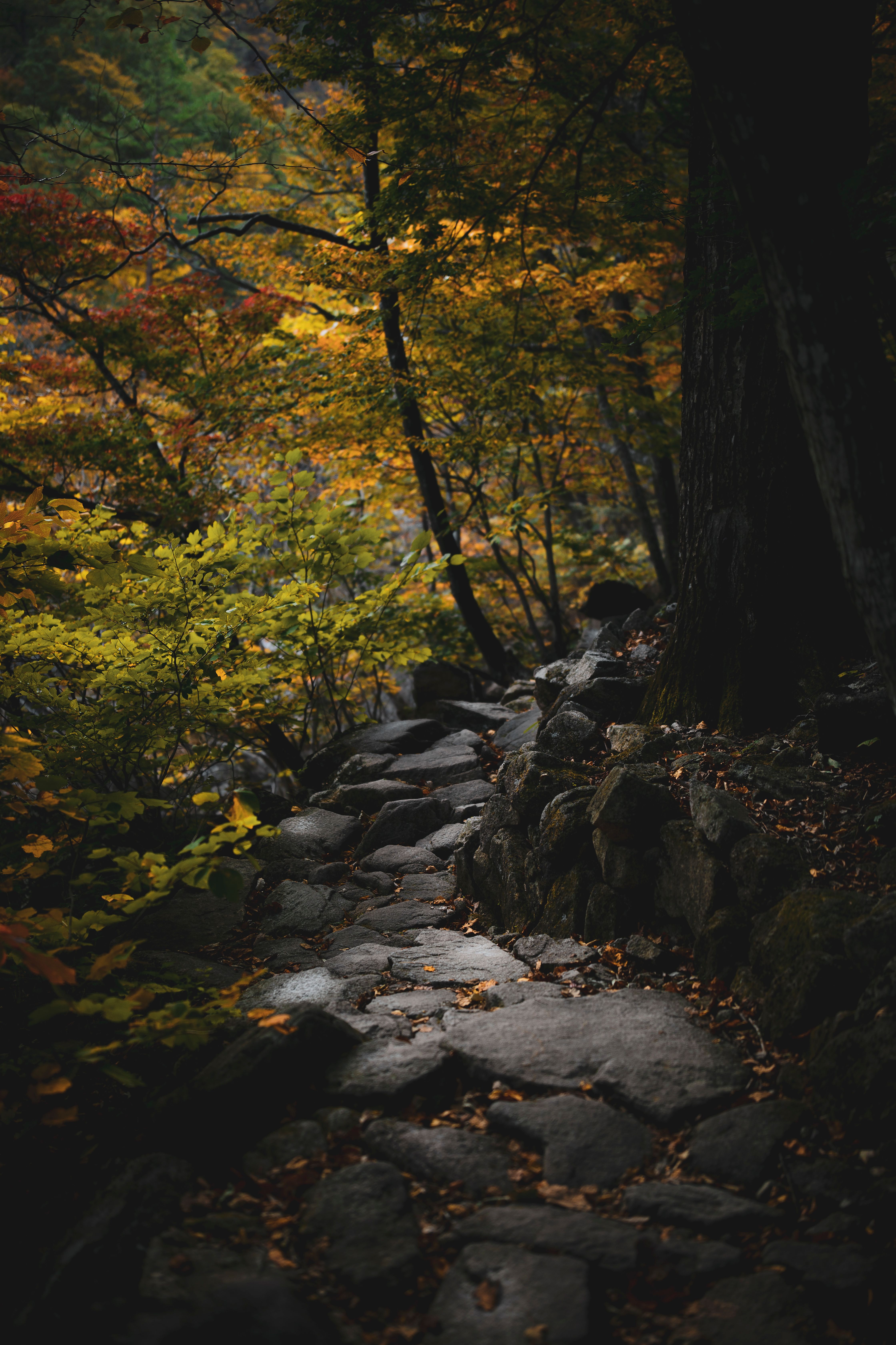 A Stream in Autumn · Free Stock Photo