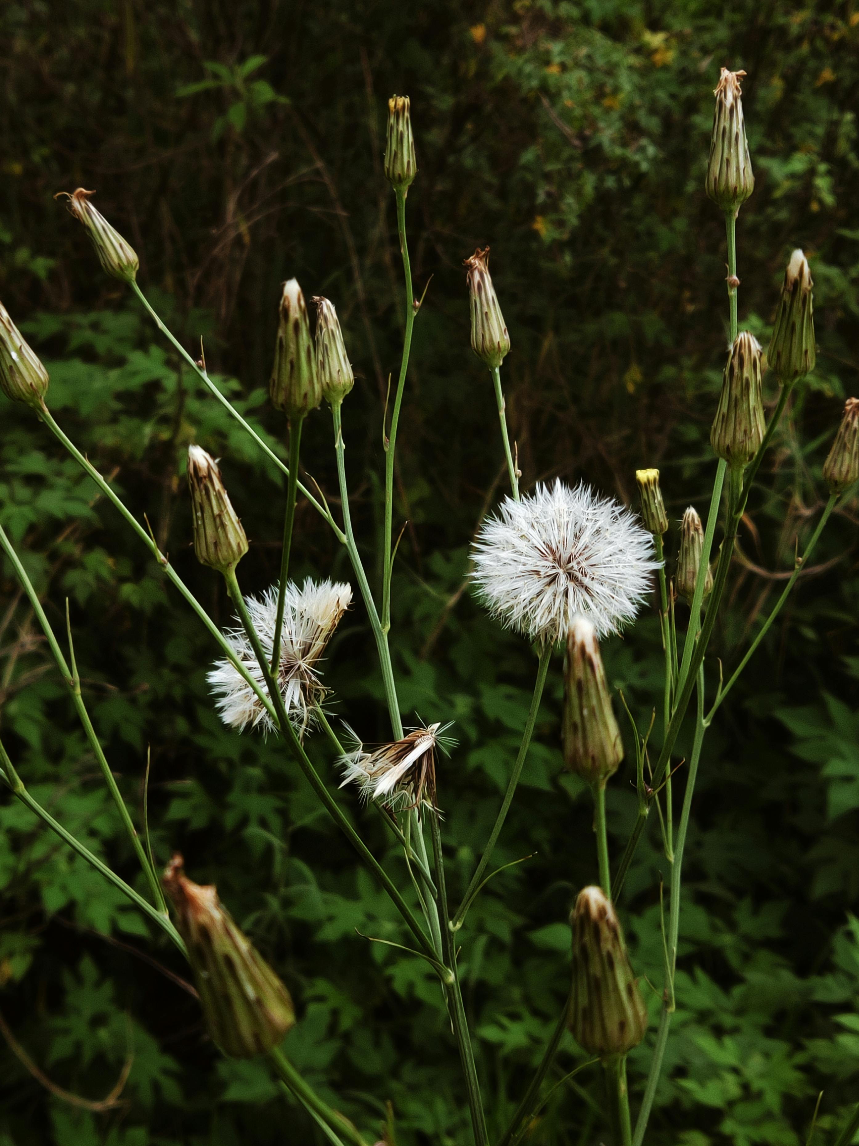 Daniel Bertoli - 摄影