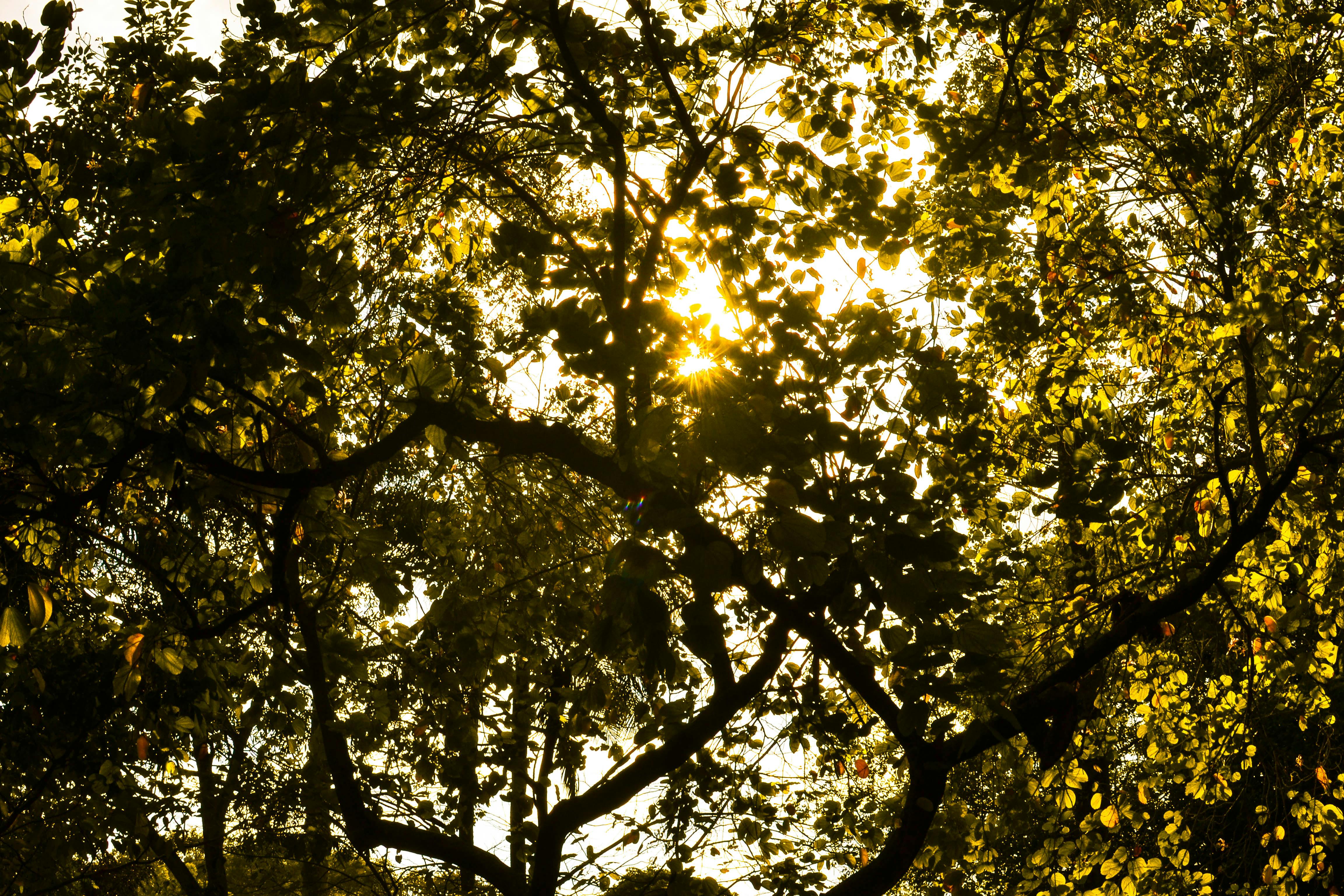 Sunshine Through Green Leafed Tree · Free Stock Photo Sunshine Through Green Leafed Tree · Free Stock Photo