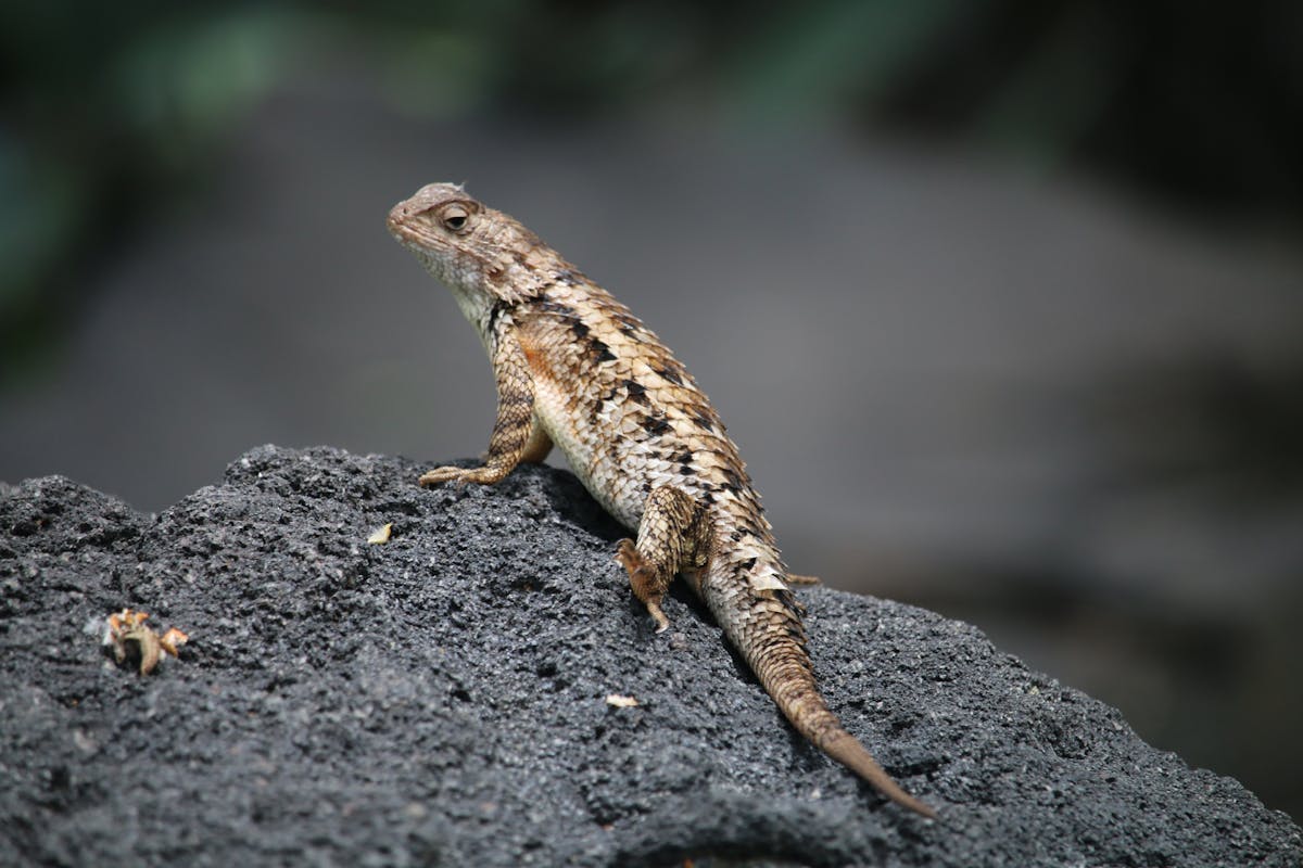 Texas Horned Lizard Shooting Blood: A Unique Survival Tactic