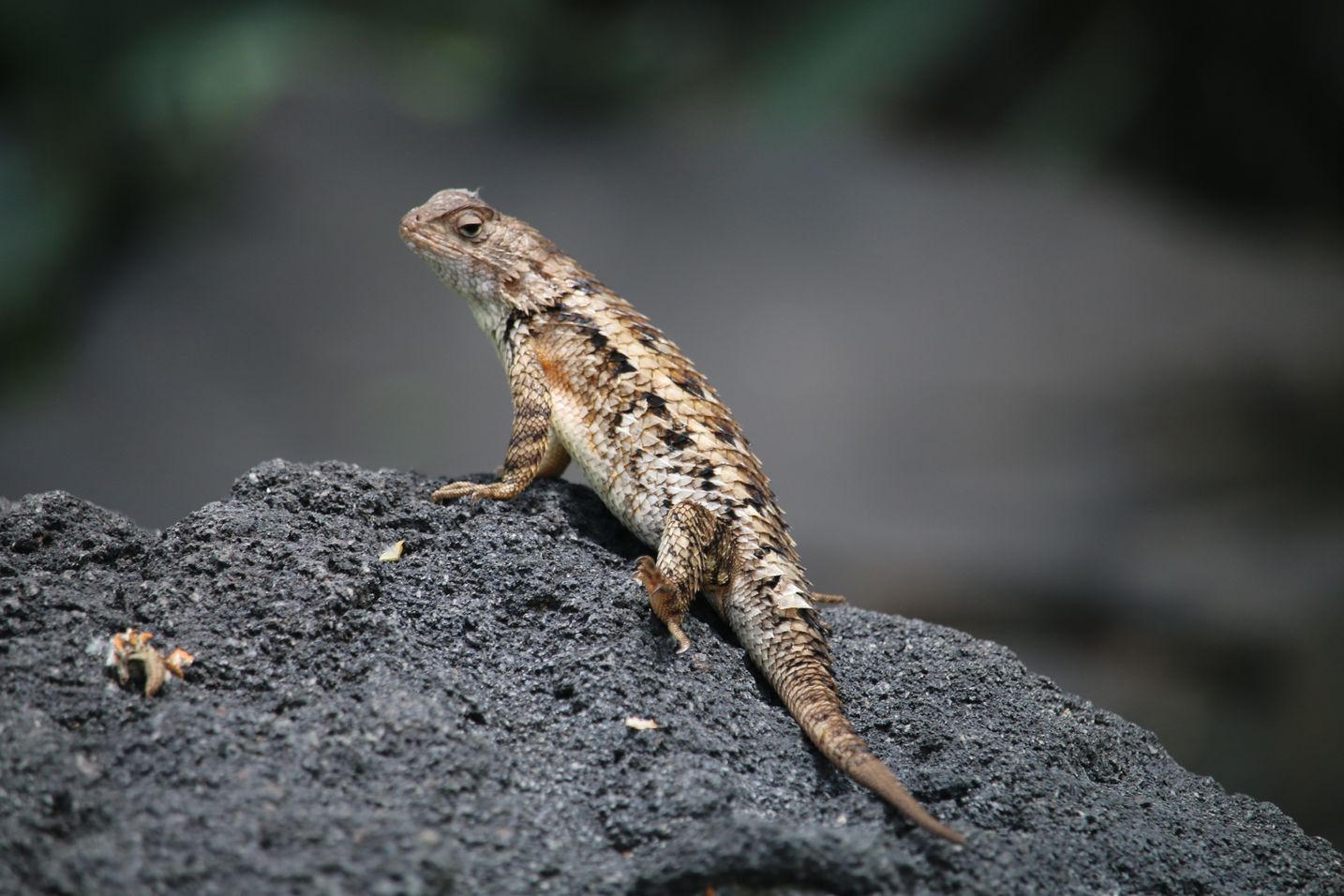 Texas Horned Lizard Habitat and Conservation Efforts