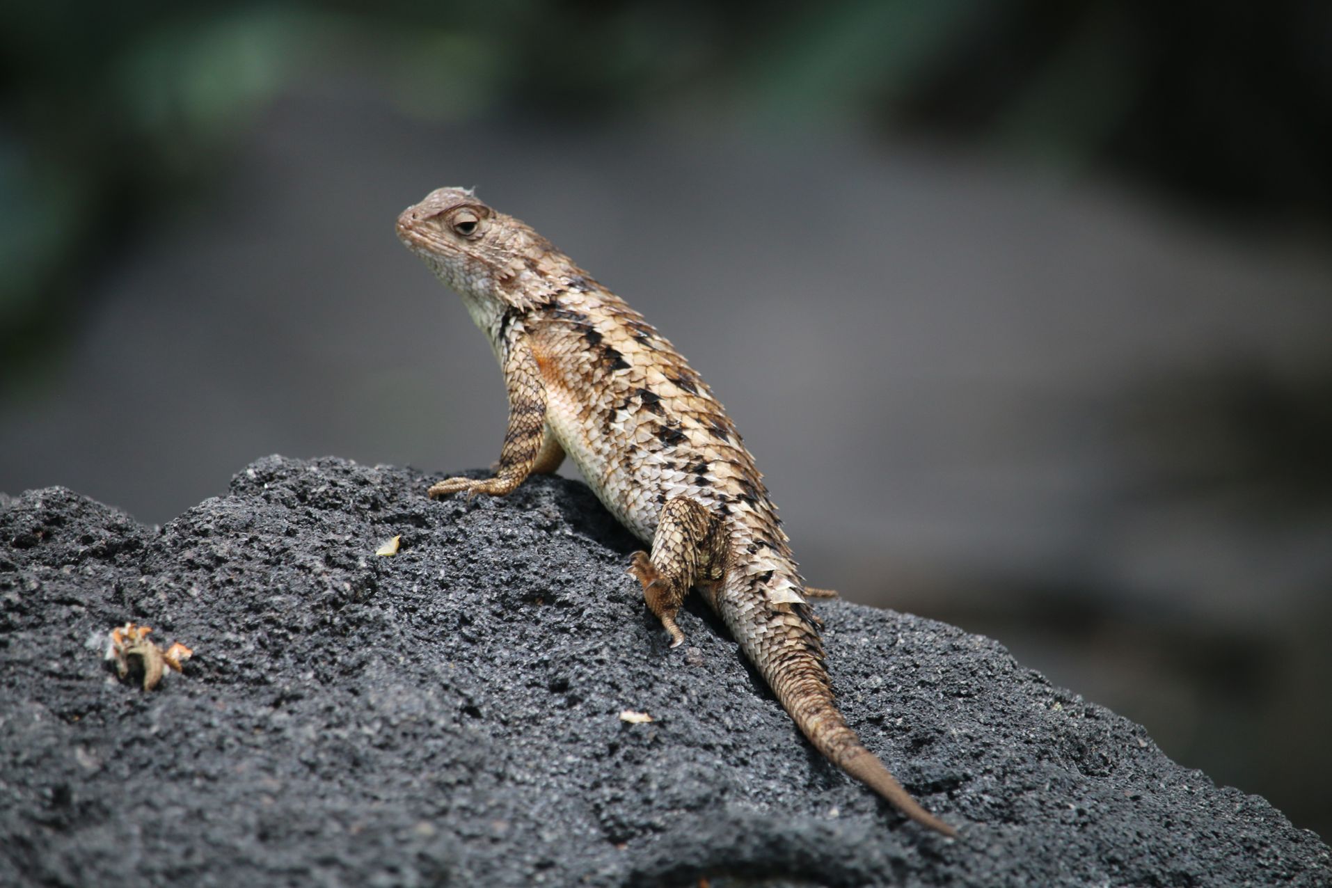 Texas Horned Lizard Habitat and Conservation Efforts