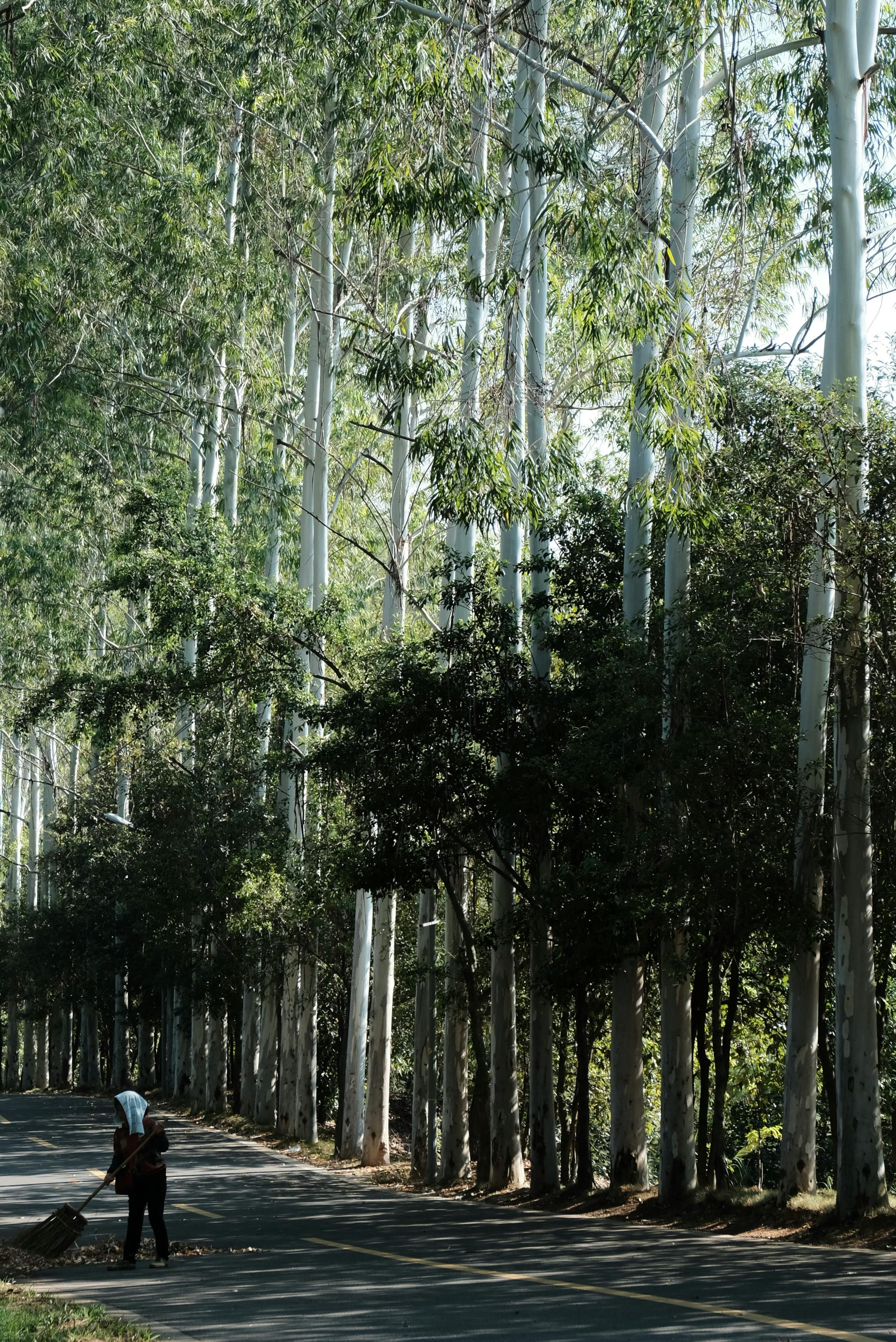 Australian Forest Photos, Download The BEST Free Australian Forest ...