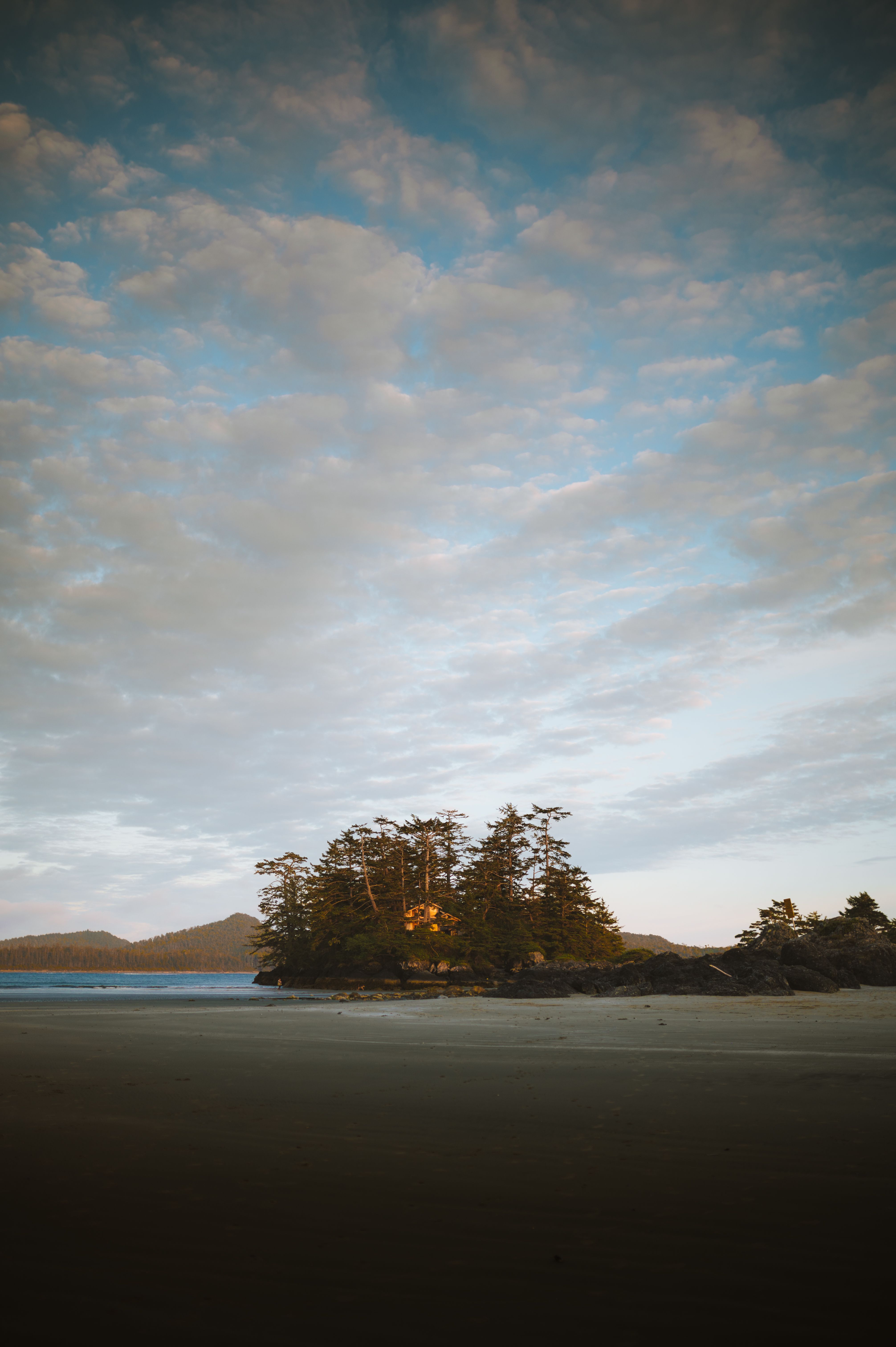 Cluster of Trees on Beach under Cloudy Sky · Free Stock Photo