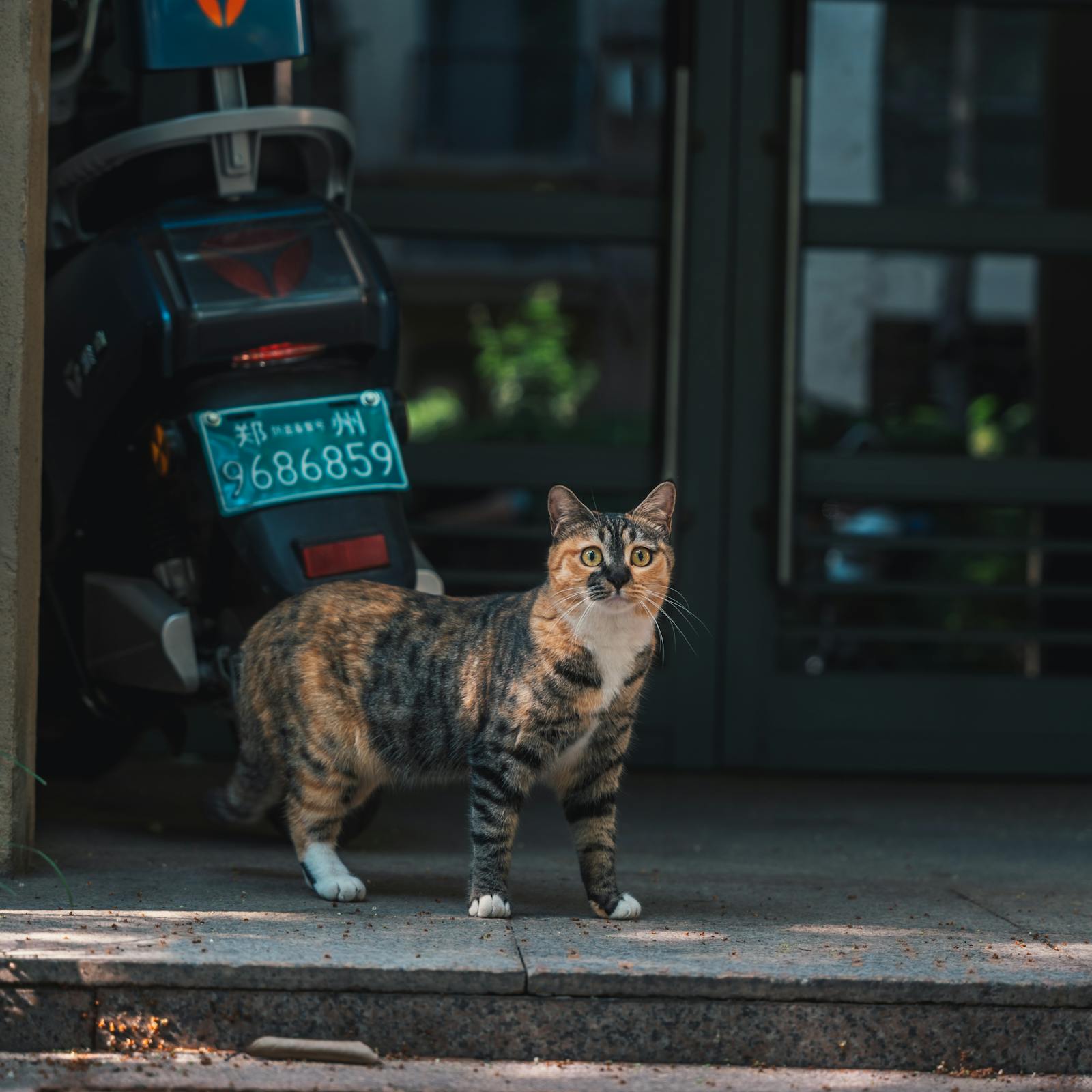 Cat Memes Photos, Download The BEST Free Cat Memes Stock Photos & HD Images