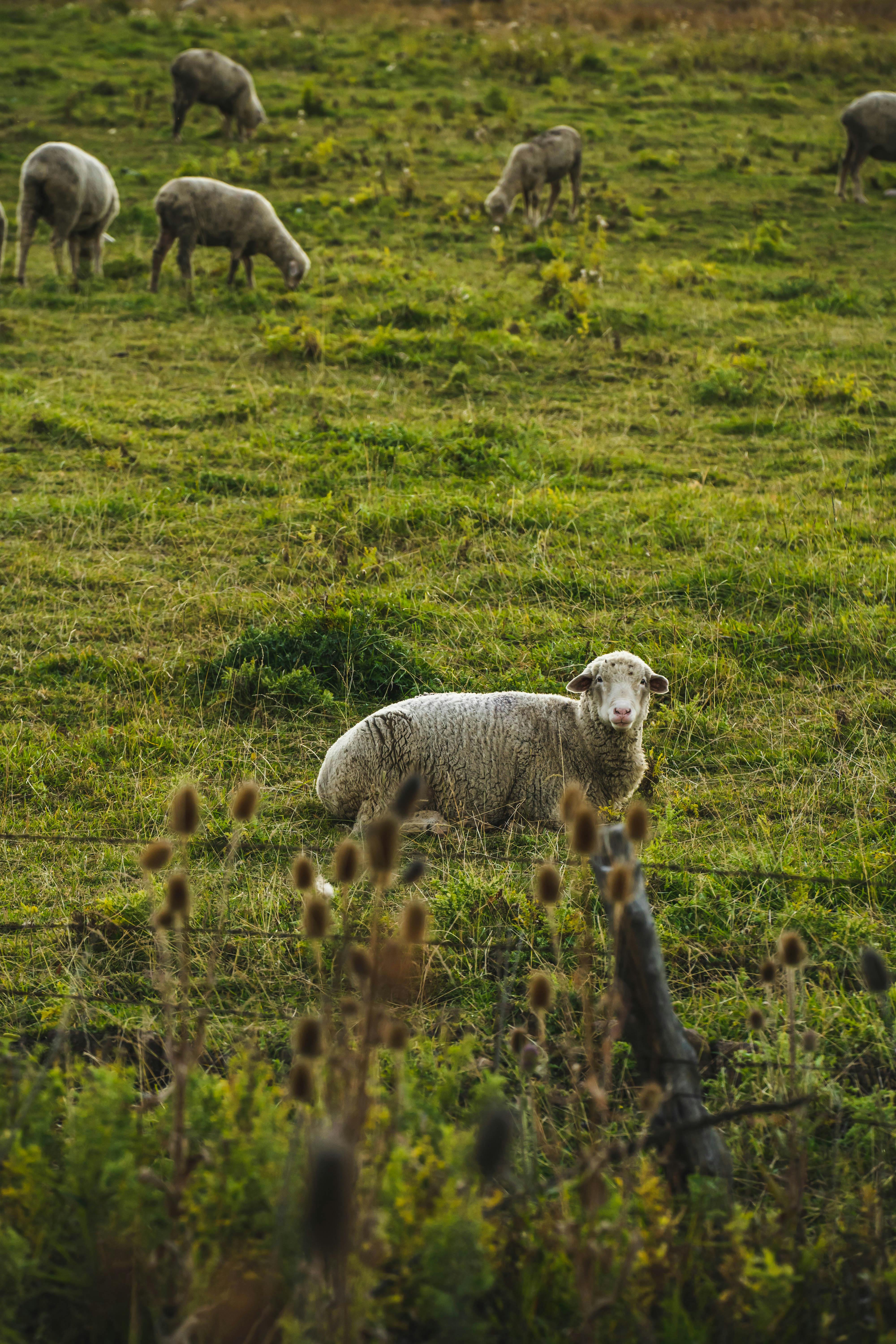 Charlie Sheep Photos, Download The BEST Free Charlie Sheep Stock Photos ...