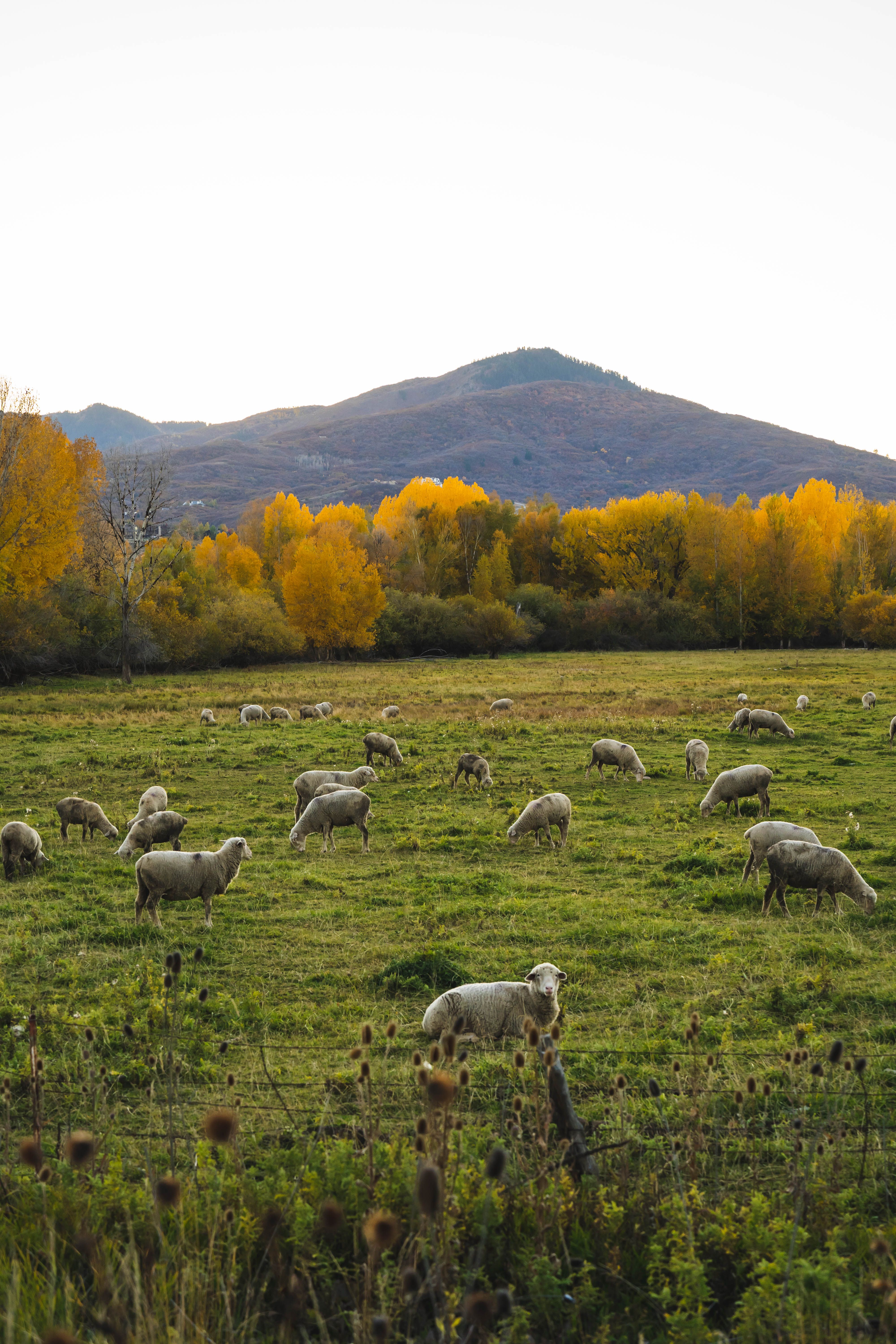 Sheep Grazing in the Pasture on an Autumn Day · Free Stock Photo