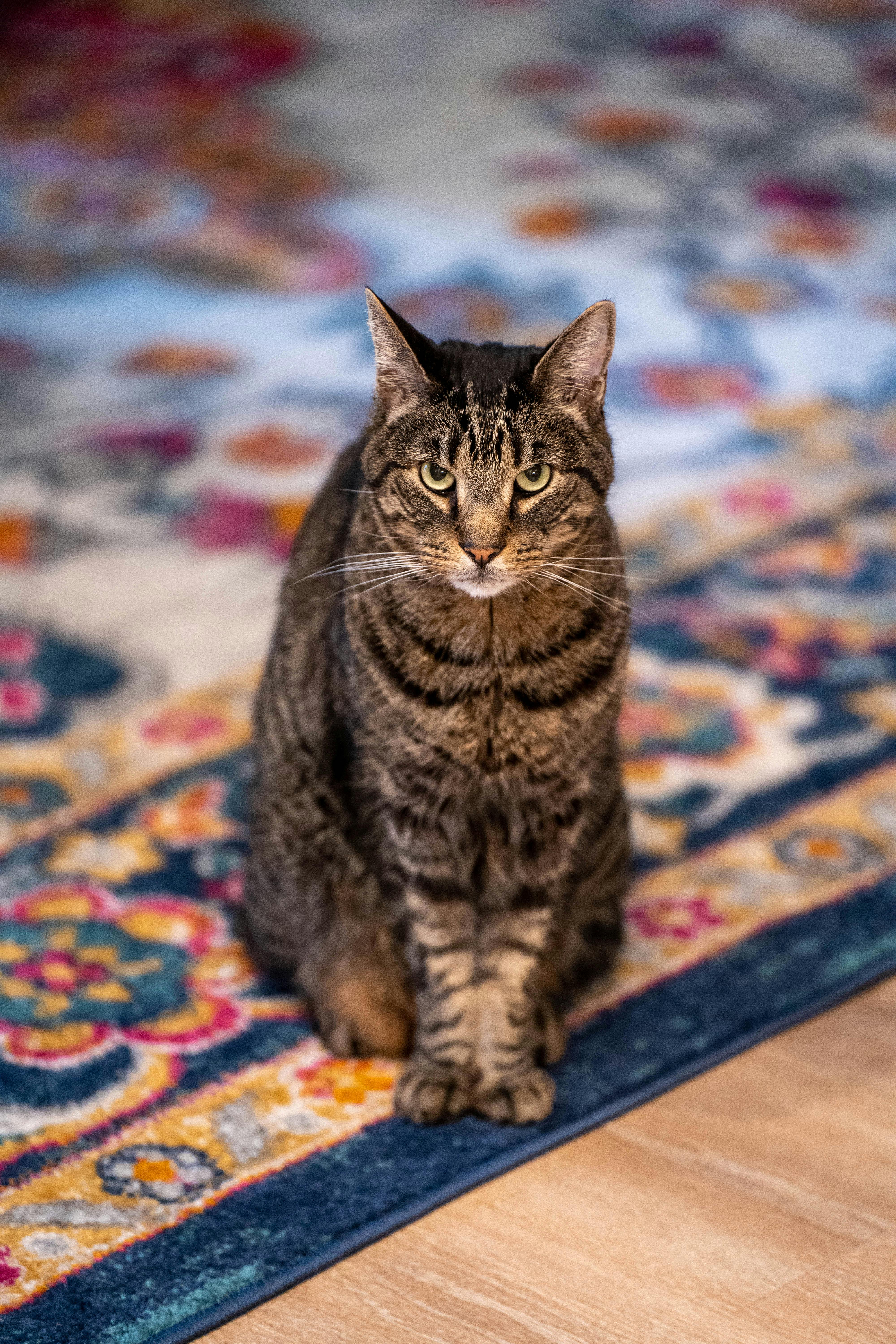 Tabby Cat Sitting on Rug · Free Stock Photo