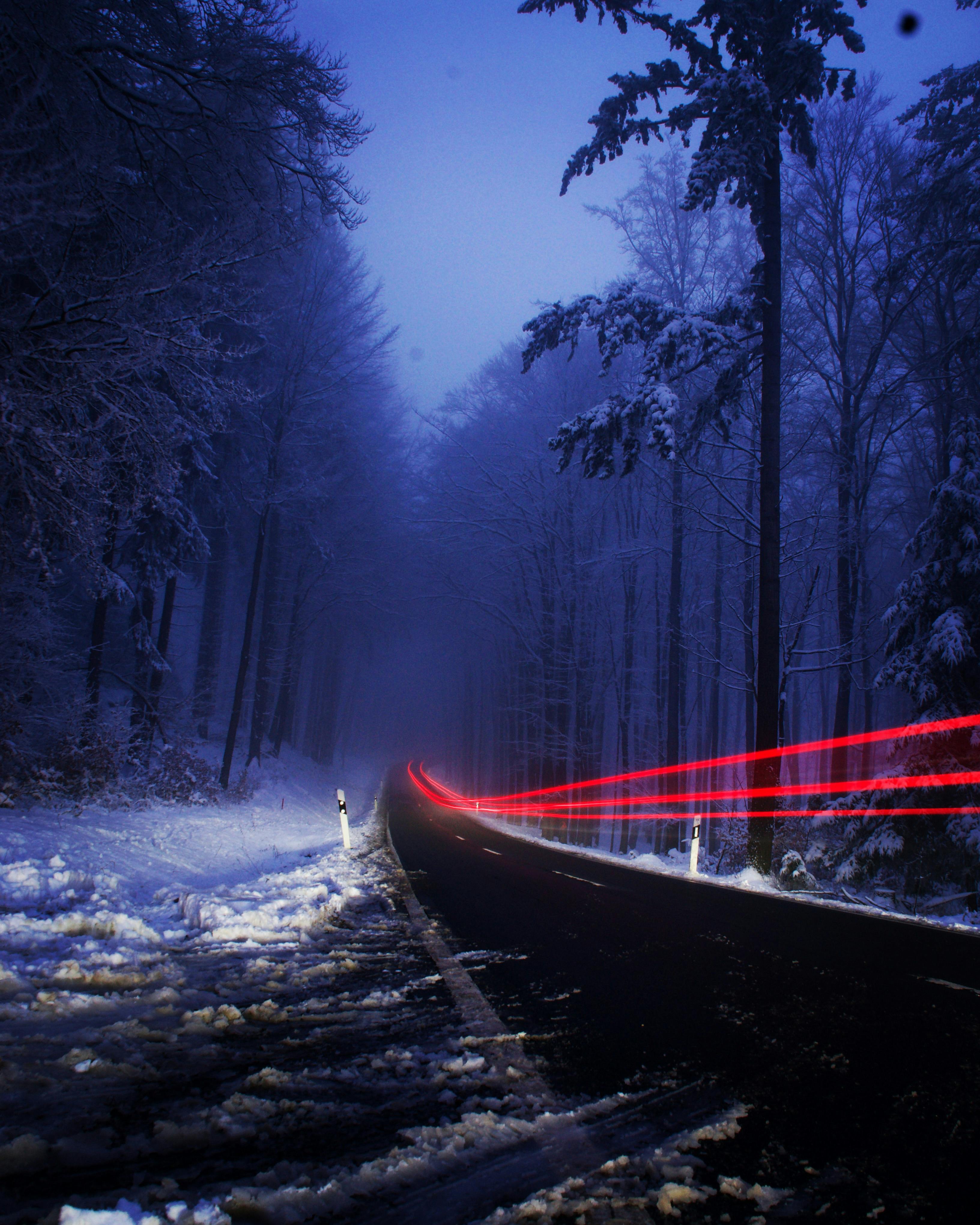 Forest Cold Photos, Download The BEST Free Forest Cold Stock Photos ...