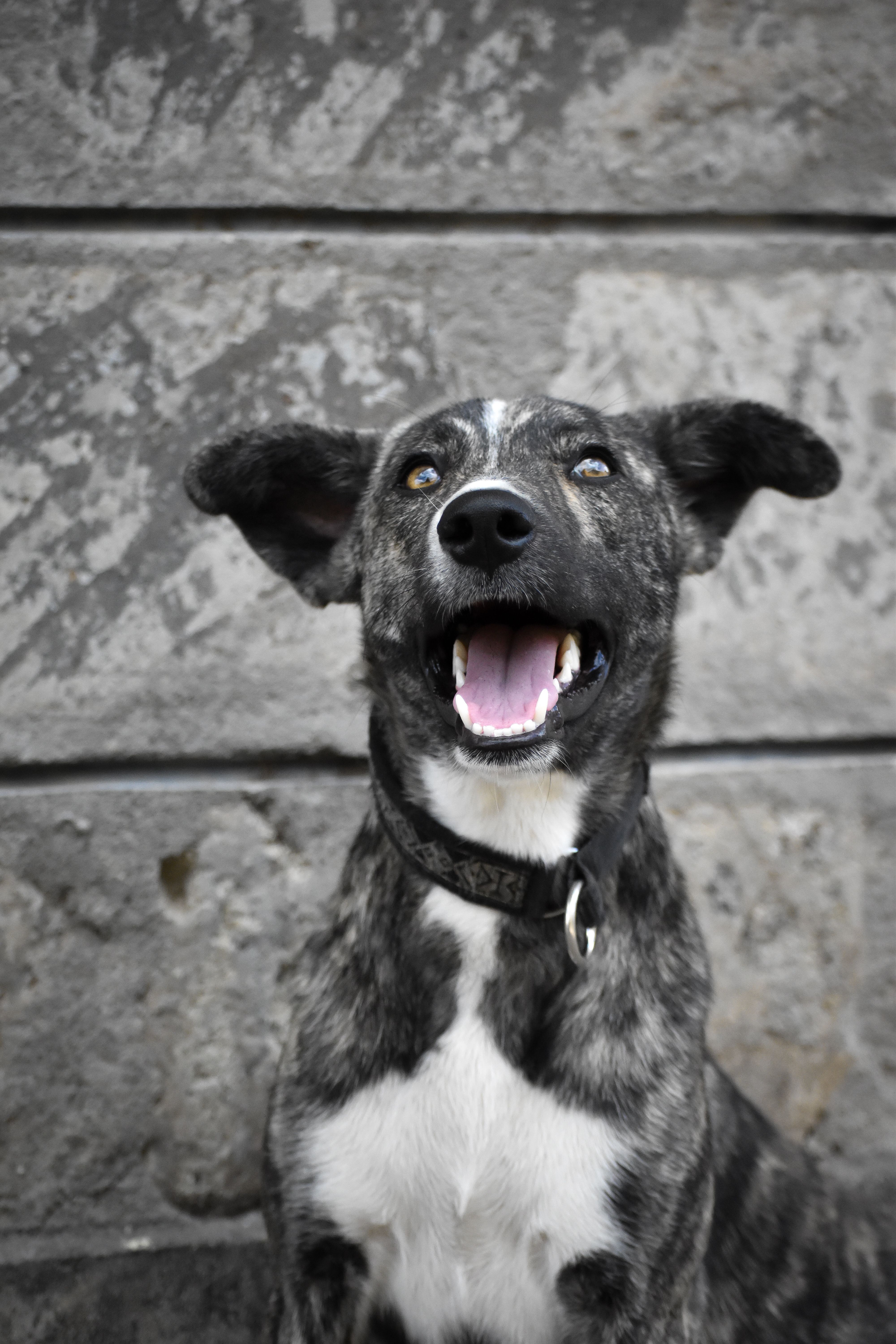 Dog with Open Mouth and Raised Ears · Free Stock Photo