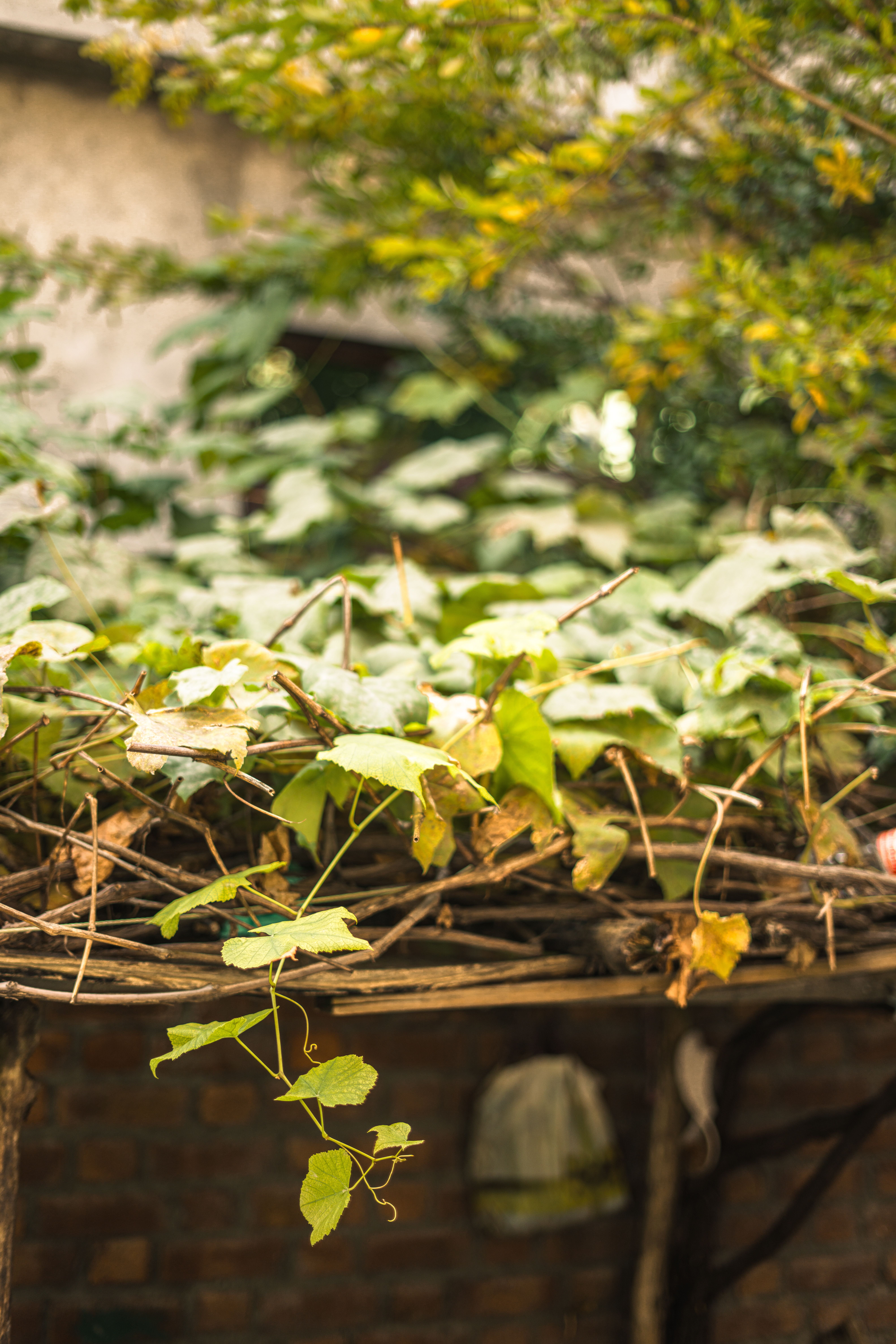 Leaves of a Vine Growing on the Roof of the Porch · Free Stock Photo