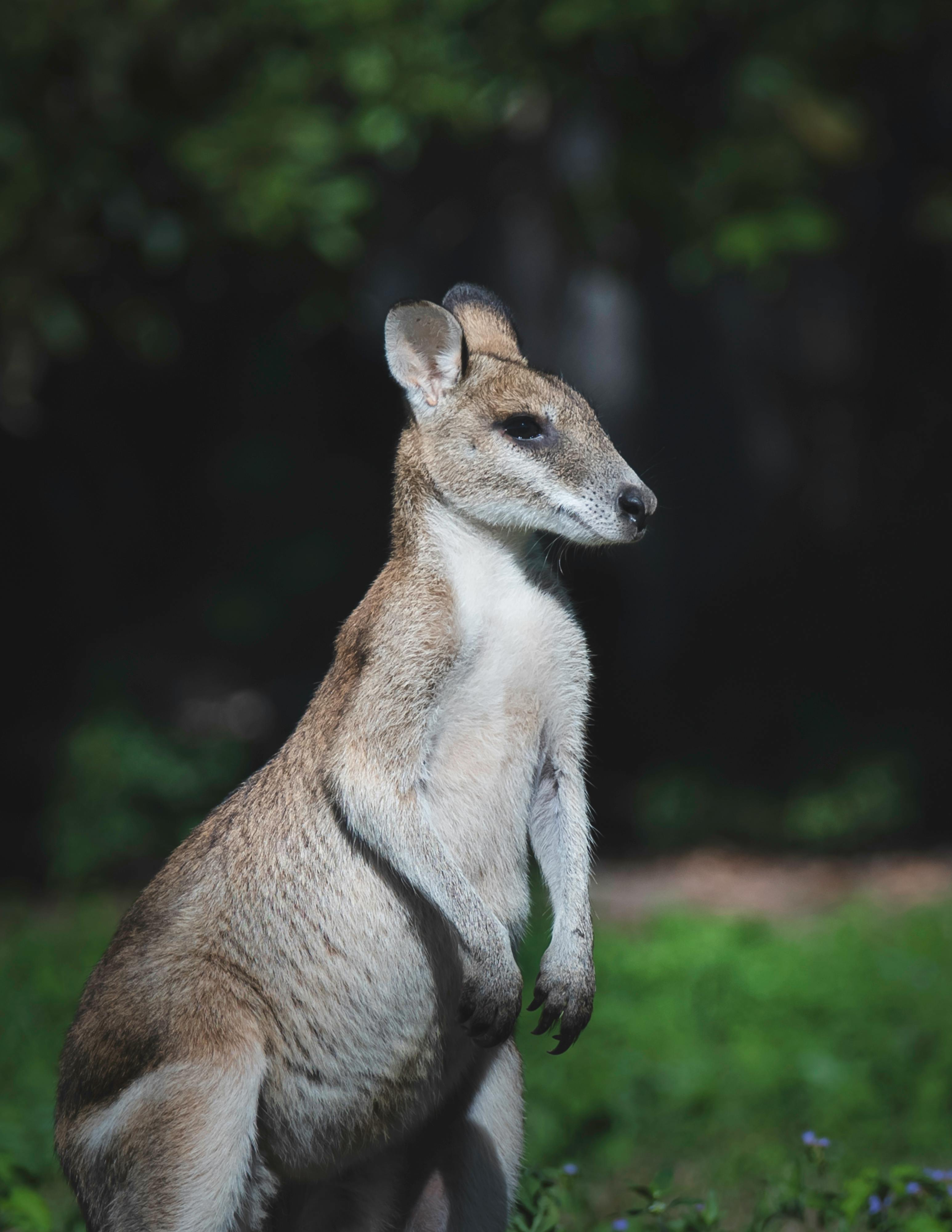 Happy woman with adorable kangaroo in savanna zoo · Free Stock Photo